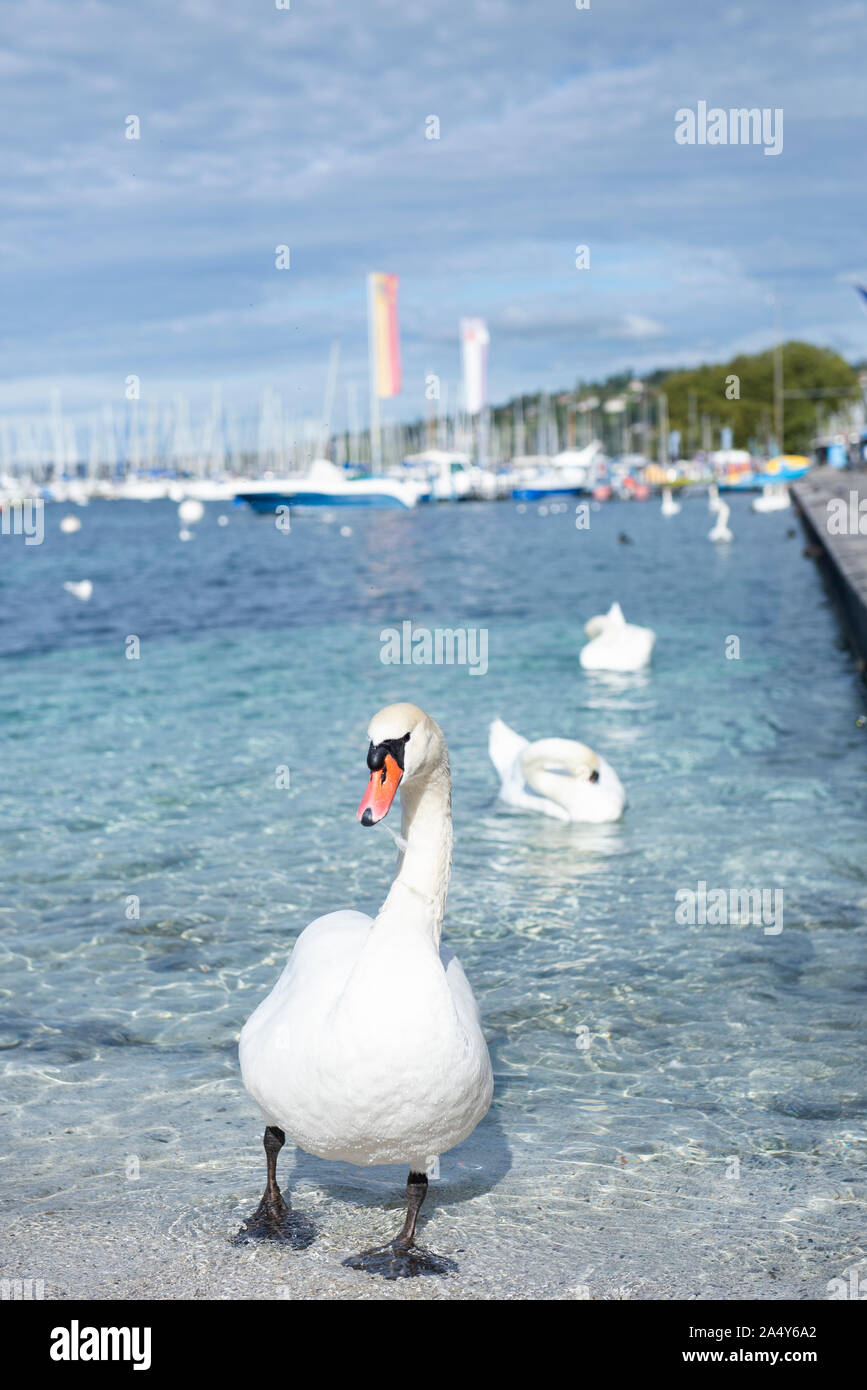 Swans on Lake Geneva Stock Photo - Alamy