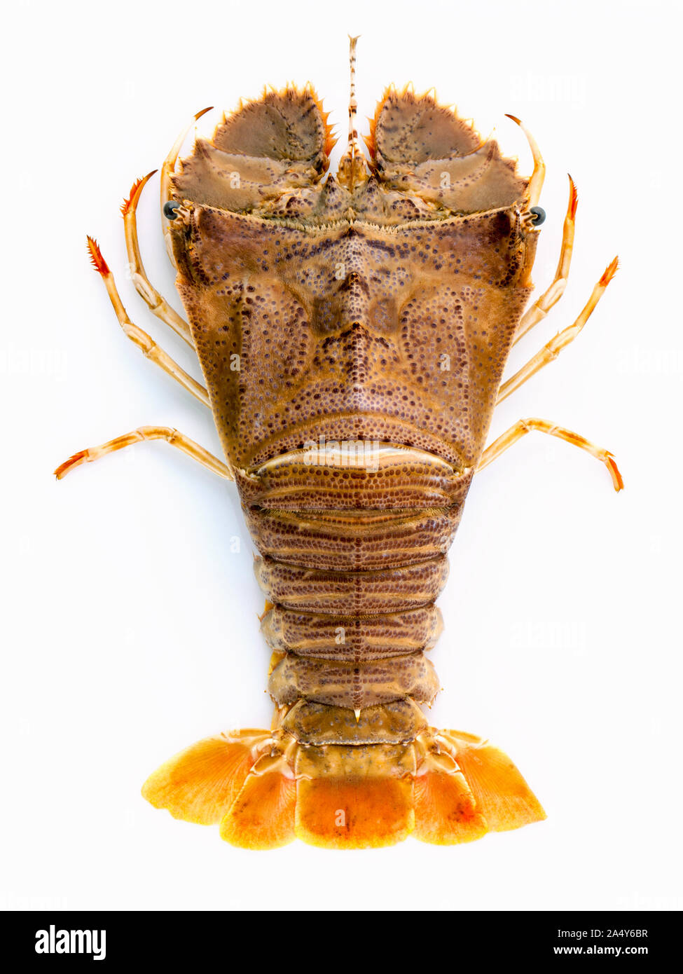 Flathead lobster, Lobster Moreton Bay bug, Oriental flathead lobster ...