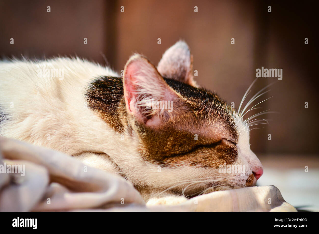 relaxation cat sleep indoors Stock Photo - Alamy