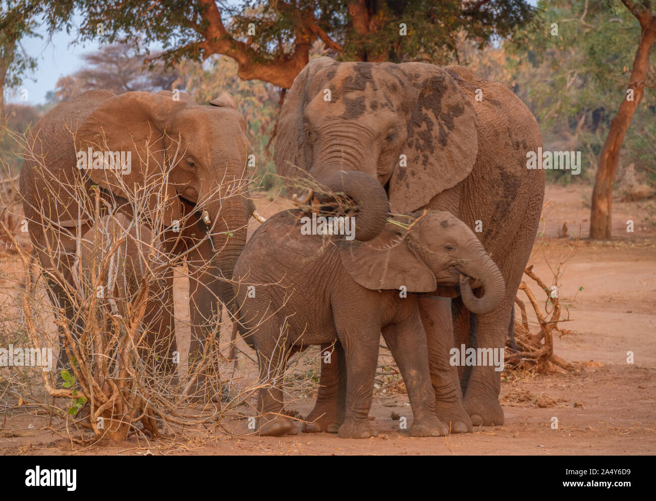 African elephant cow and calf interaction in foraging family group of ...