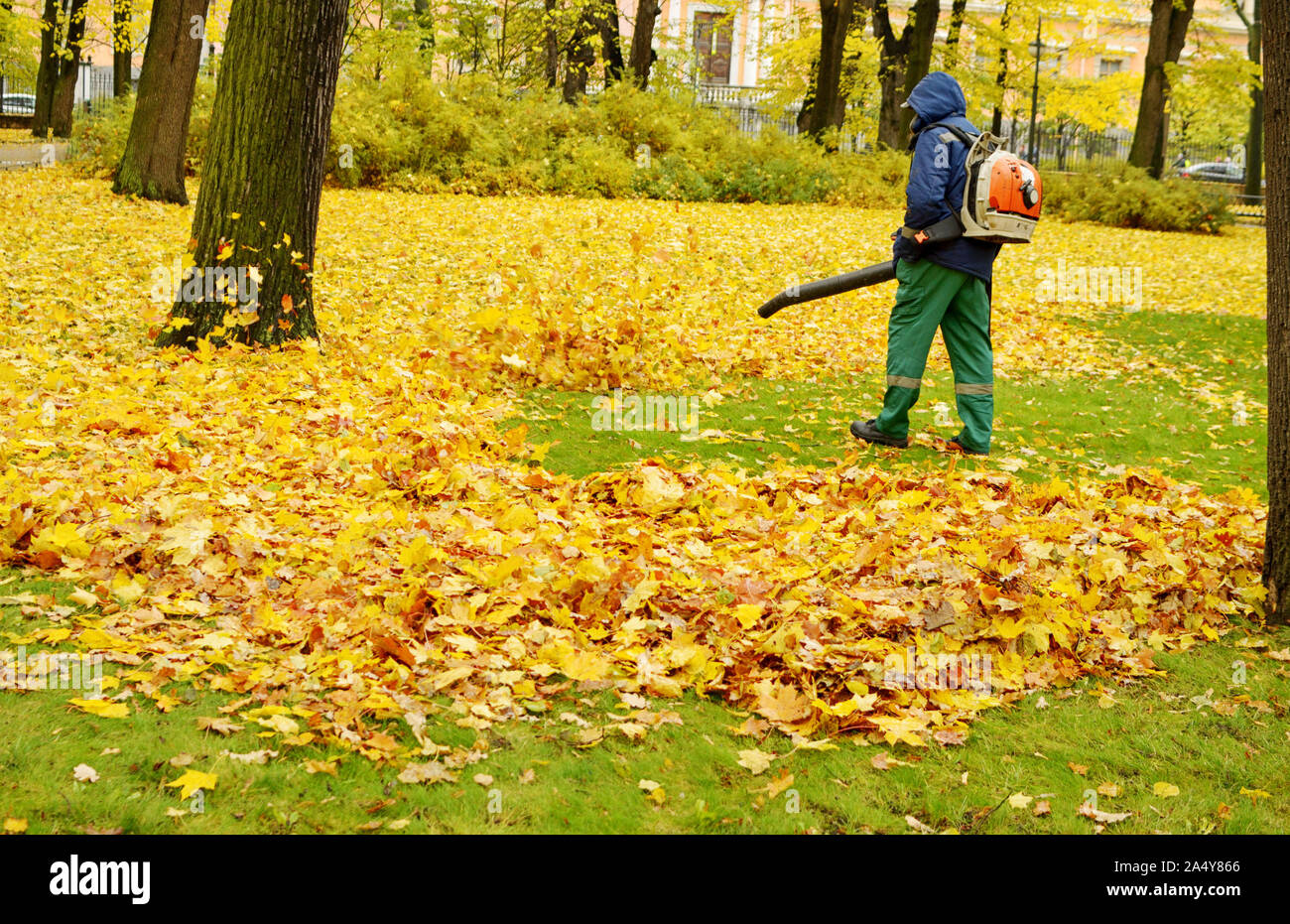 Worker cleaning company. Collects fallen leaves.Uses an apparatus to ...