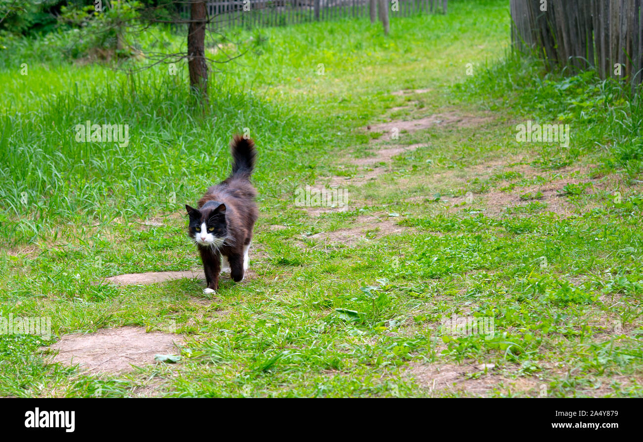 A black-and-white cat walks along a path trampled in the green grass ...