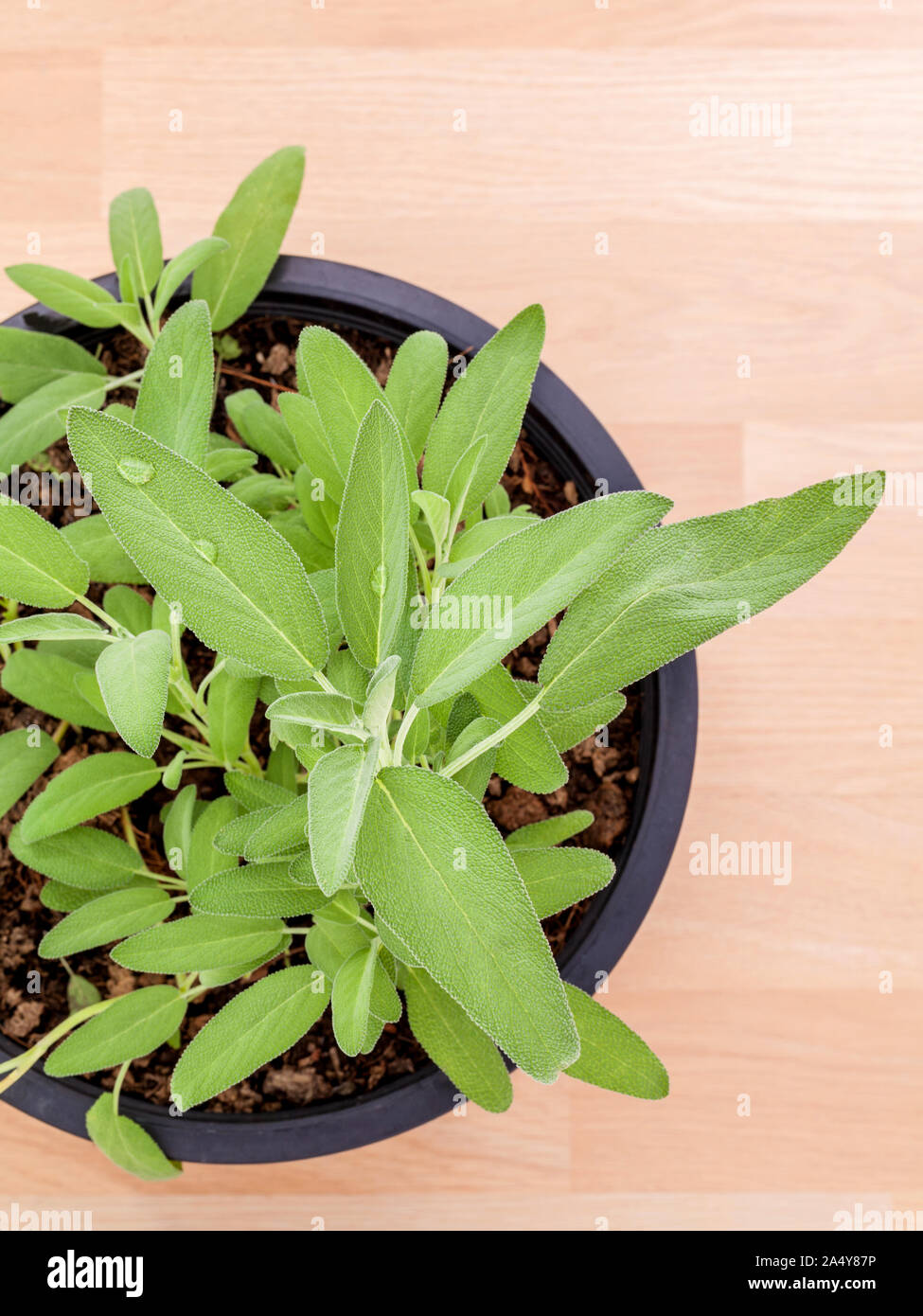 Alternative mediterranean medicinal plants Salvia officinalis or sage ...