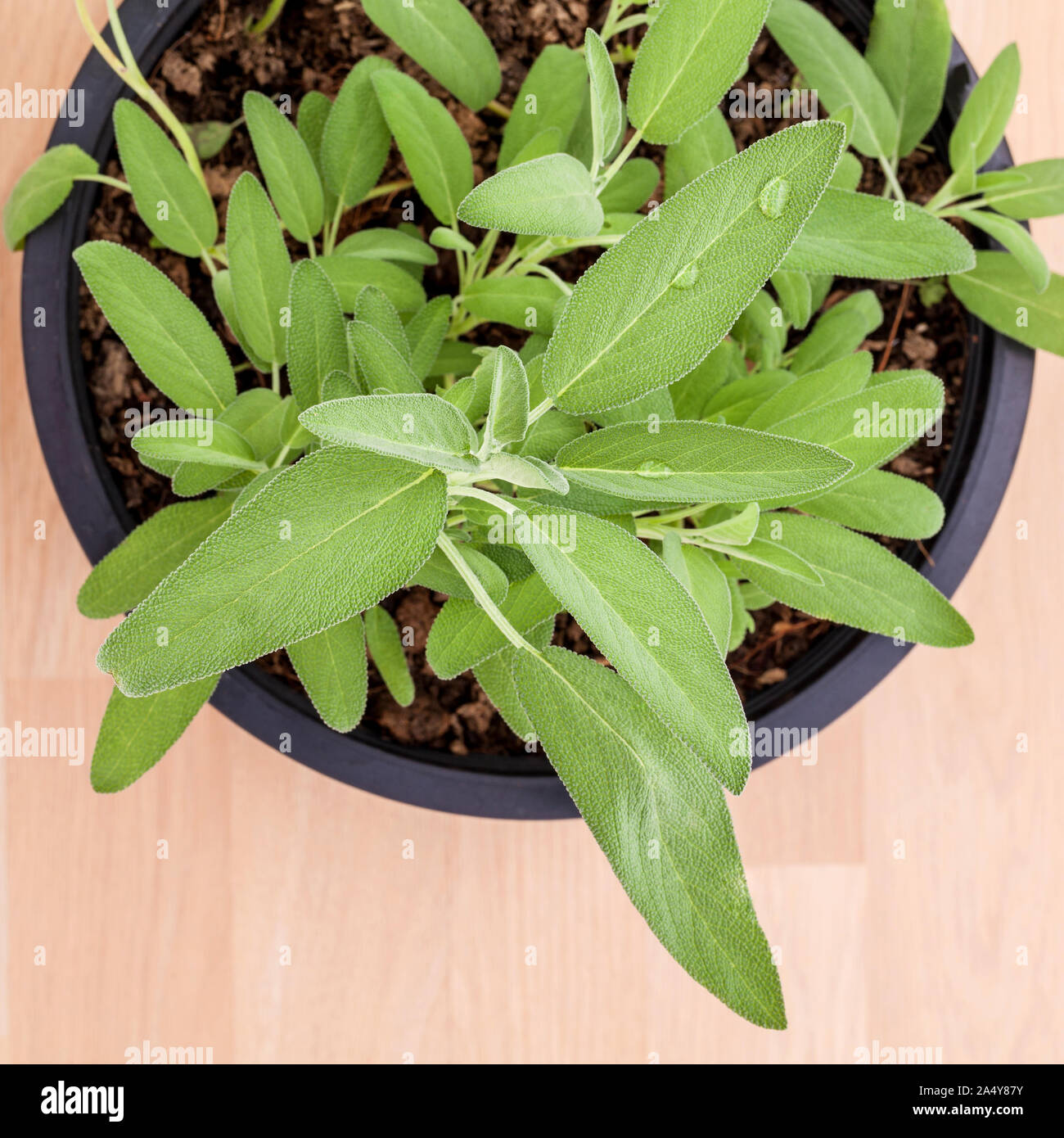 Alternative mediterranean medicinal plants Salvia officinalis or sage ...