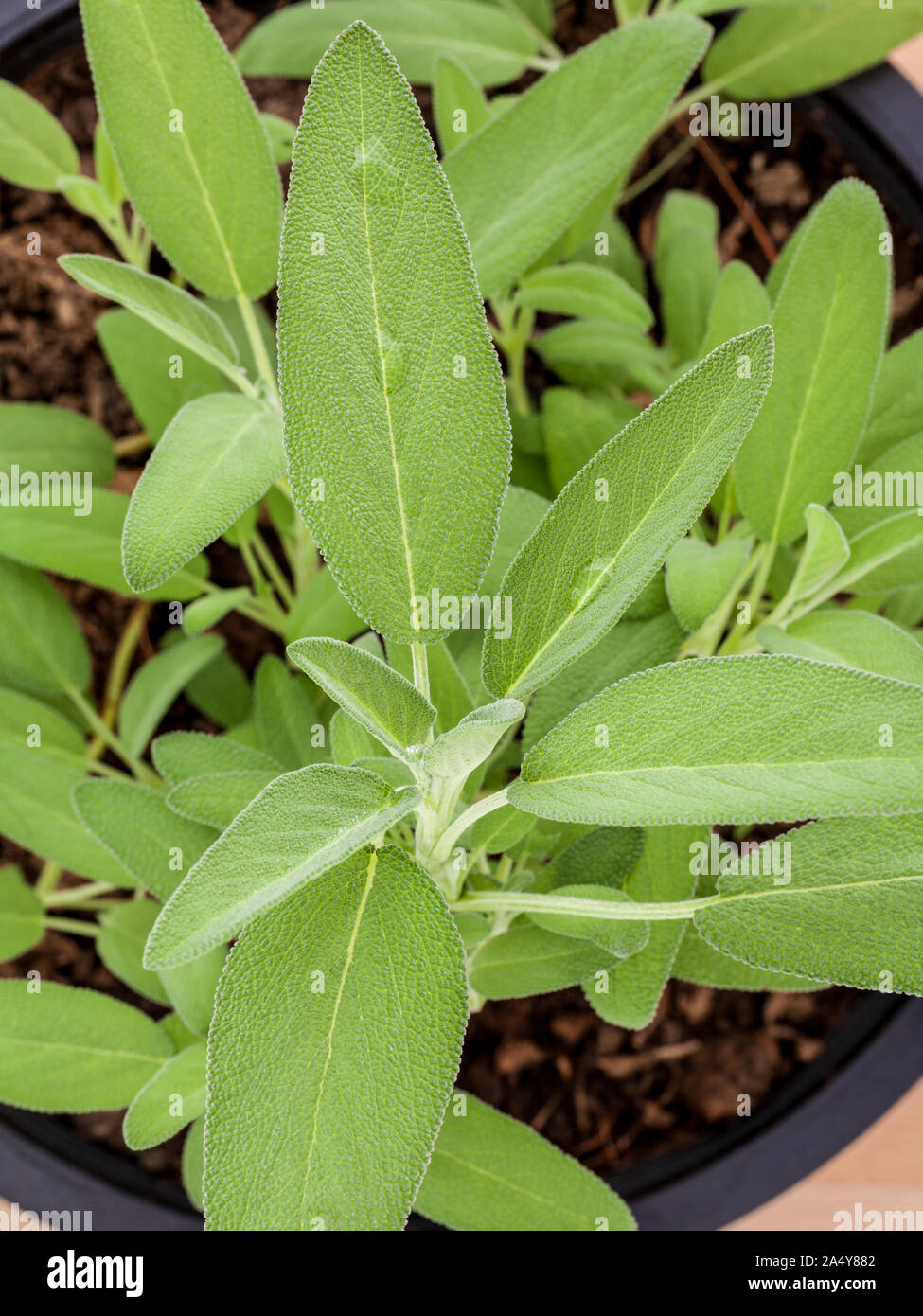 Alternative mediterranean medicinal plants Salvia officinalis or sage ...