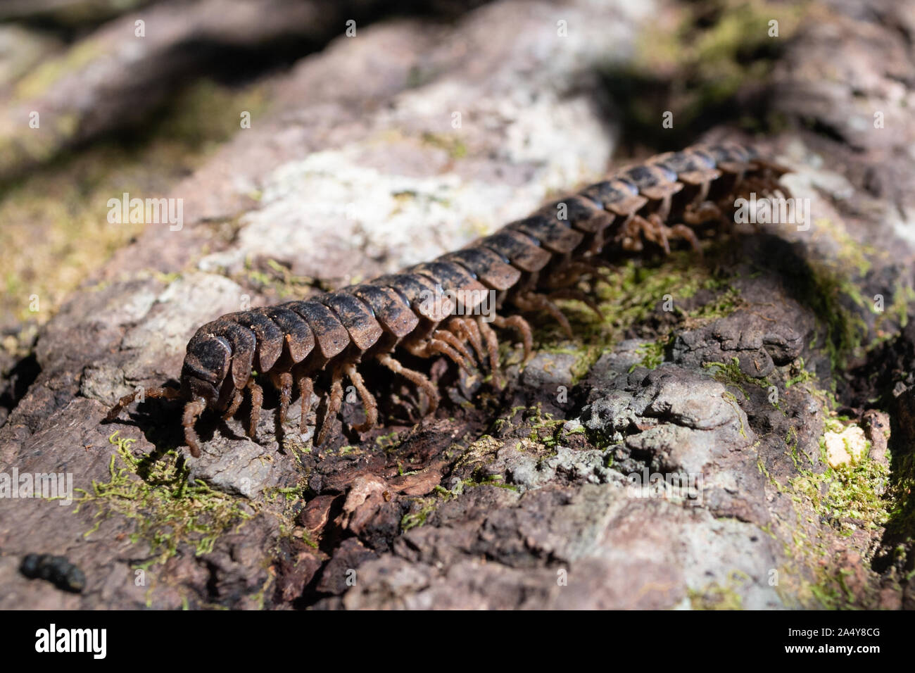 Flatback millipede of the order Polydesmidae in Hala-Bala Sanctuary ...