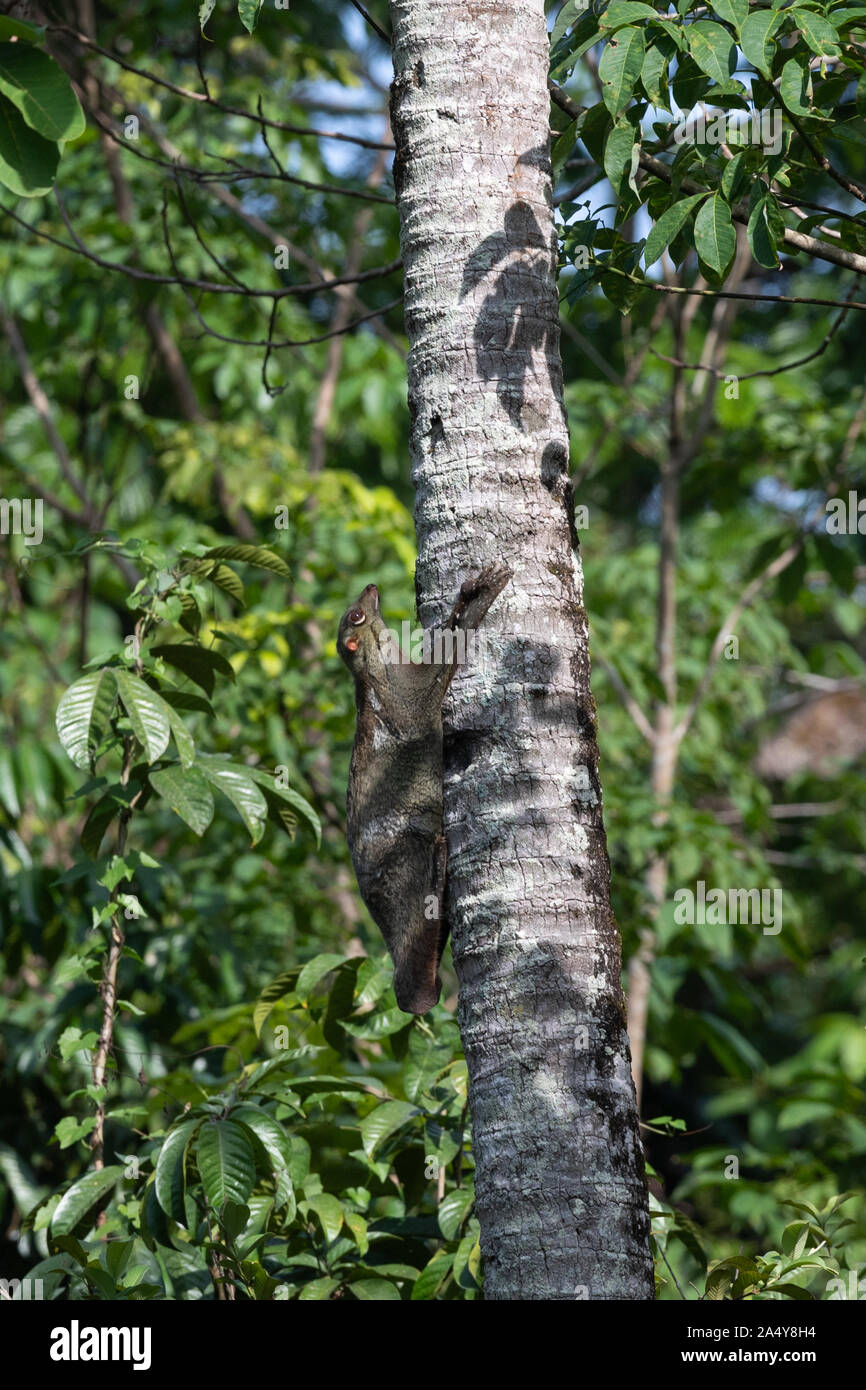 The Sunda flying lemur (Galeopterus variegatus), also known as the ...