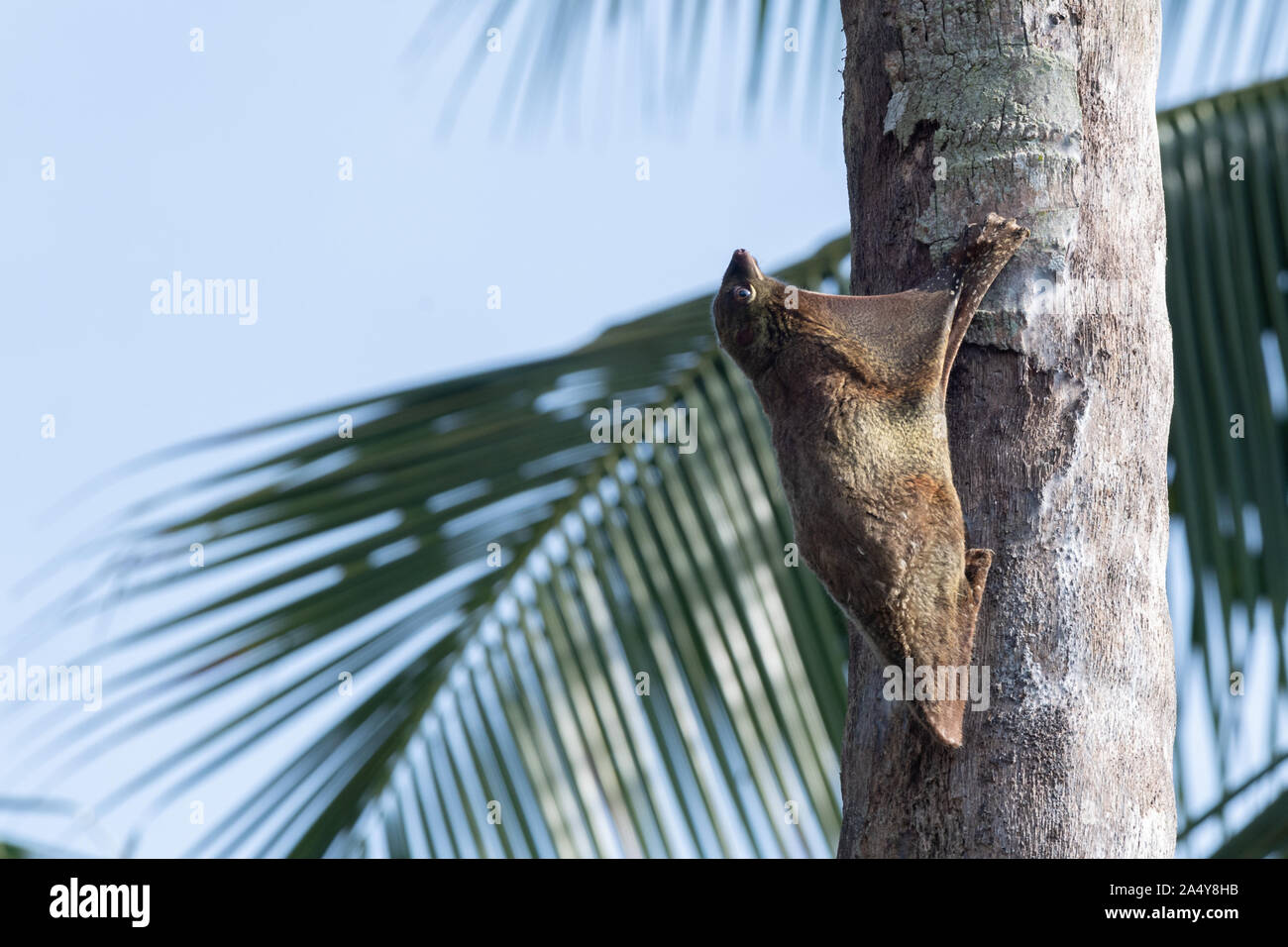 Colugo flying lemur hi-res stock photography and images - Alamy