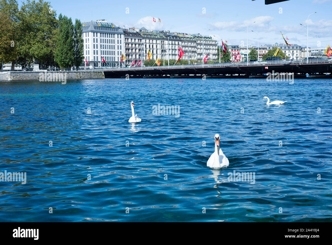 Swans on Lake Geneva Stock Photo - Alamy