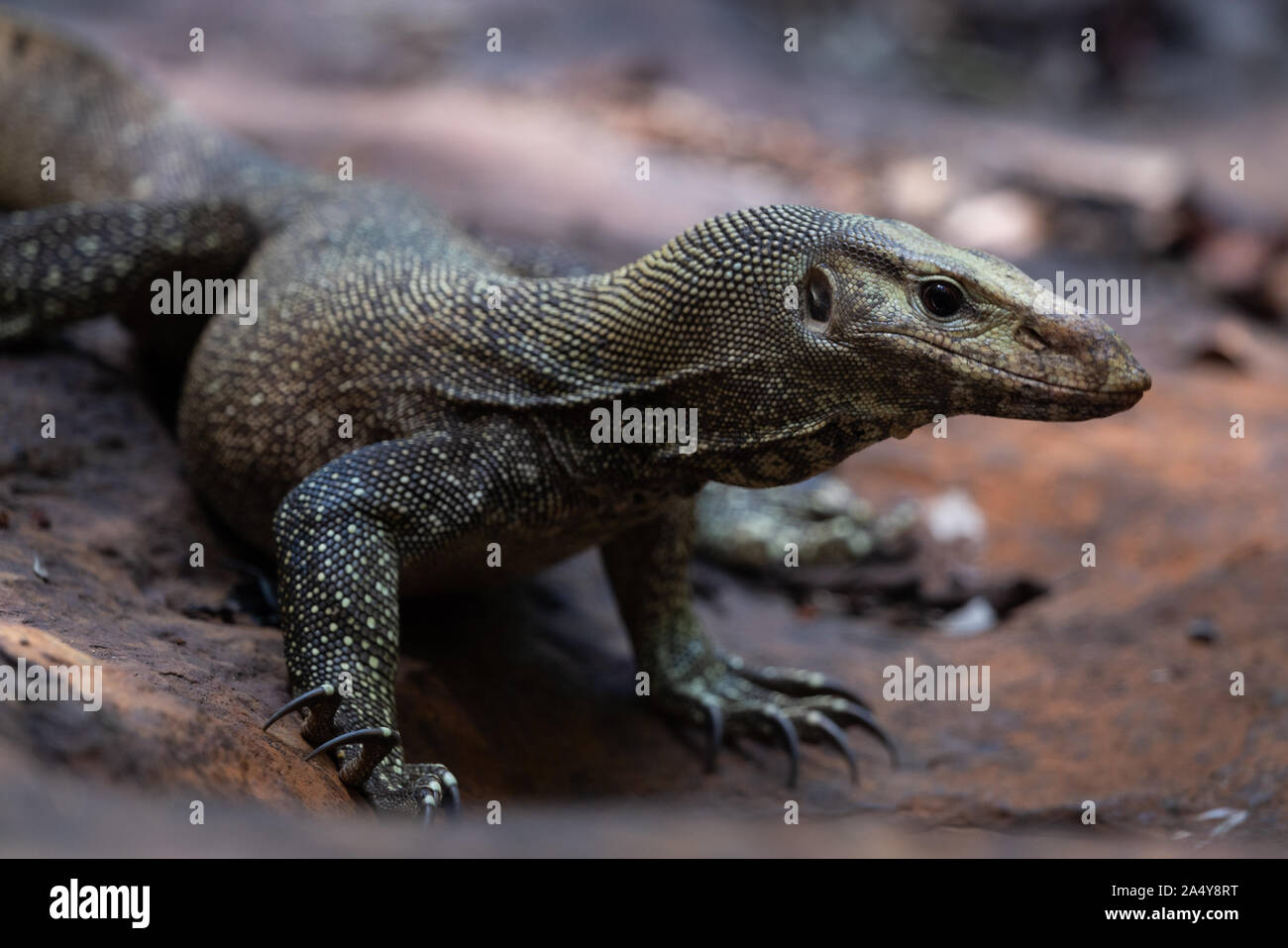 Clouded monitor varanus nebulosus lizard hi-res stock photography and ...