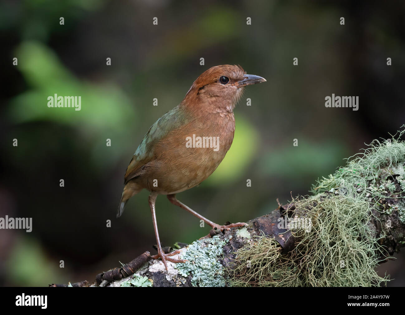 The rusty-naped pitta (Hydrornis oatesi) is a species of bird in the ...