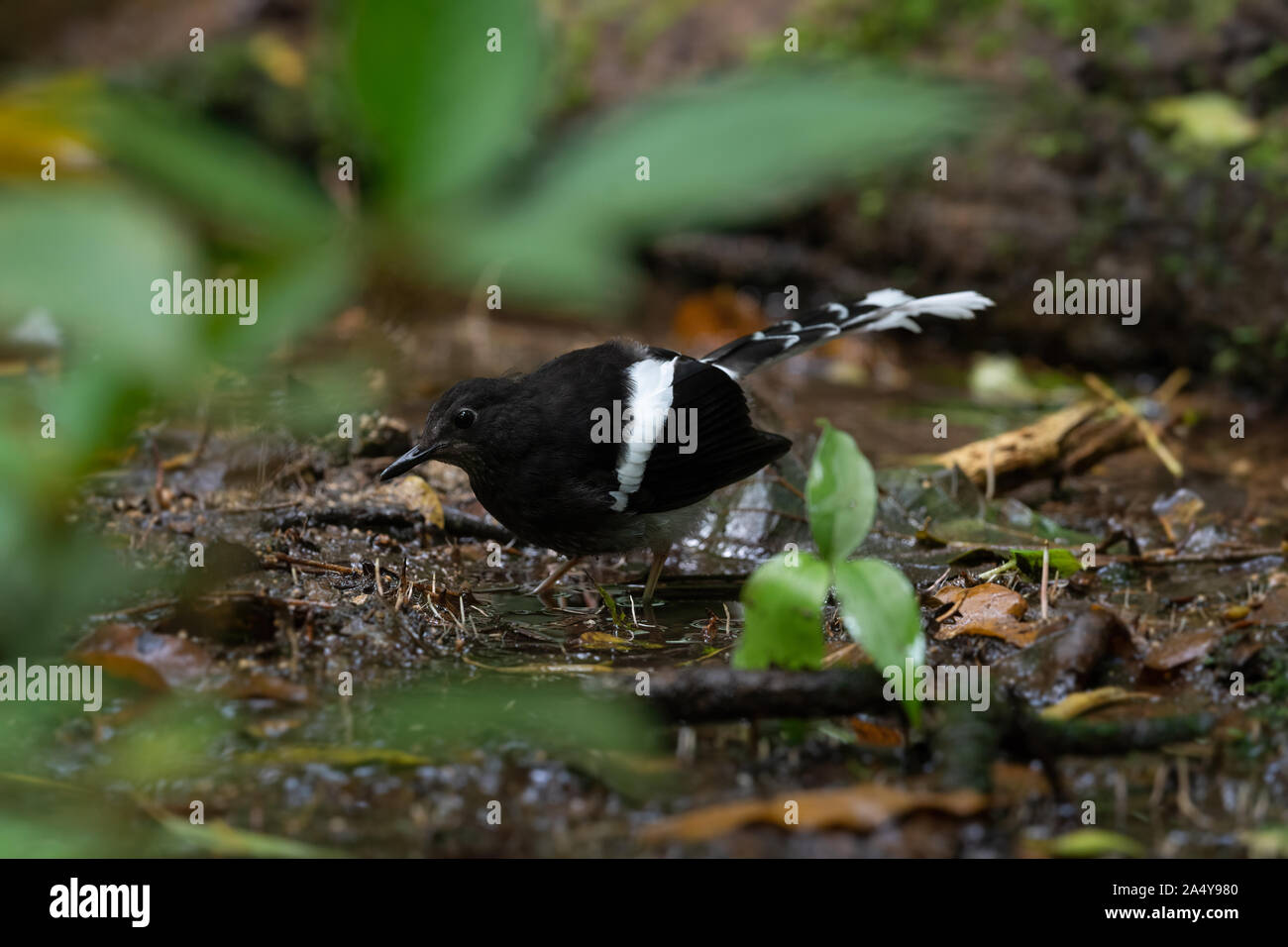 The white-crowned forktail (Enicurus leschenaulti) is a species of ...