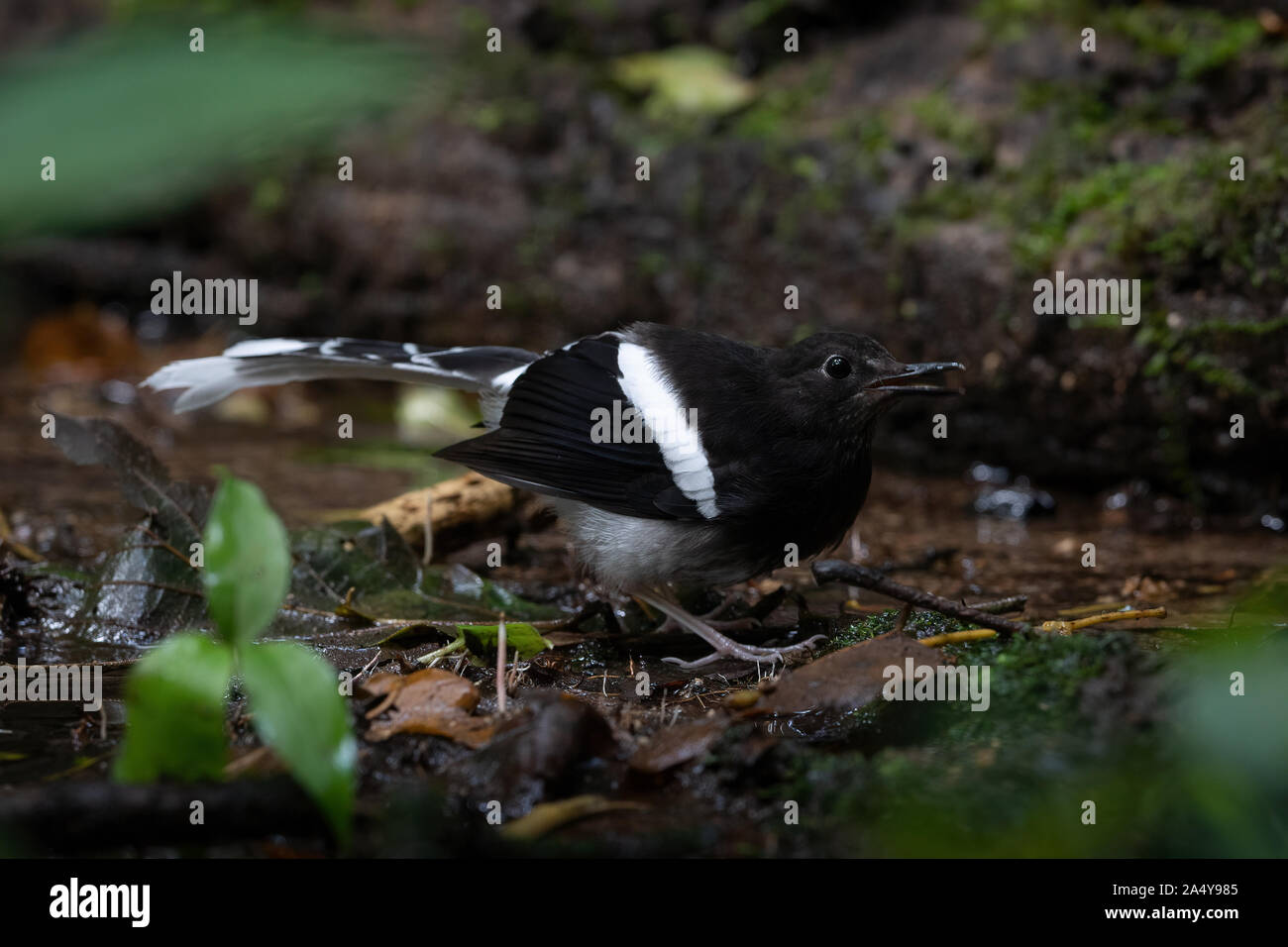 Forktail bird hi-res stock photography and images - Alamy