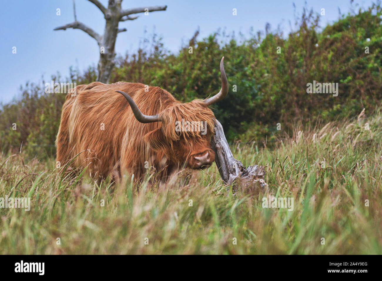 Wild brown Scottish Highland Cattle cow scratching head on old tree ...