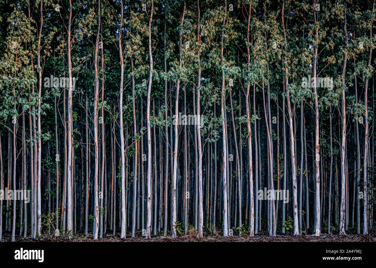 Monoculture is the agricultural practice of producing or growing a ...