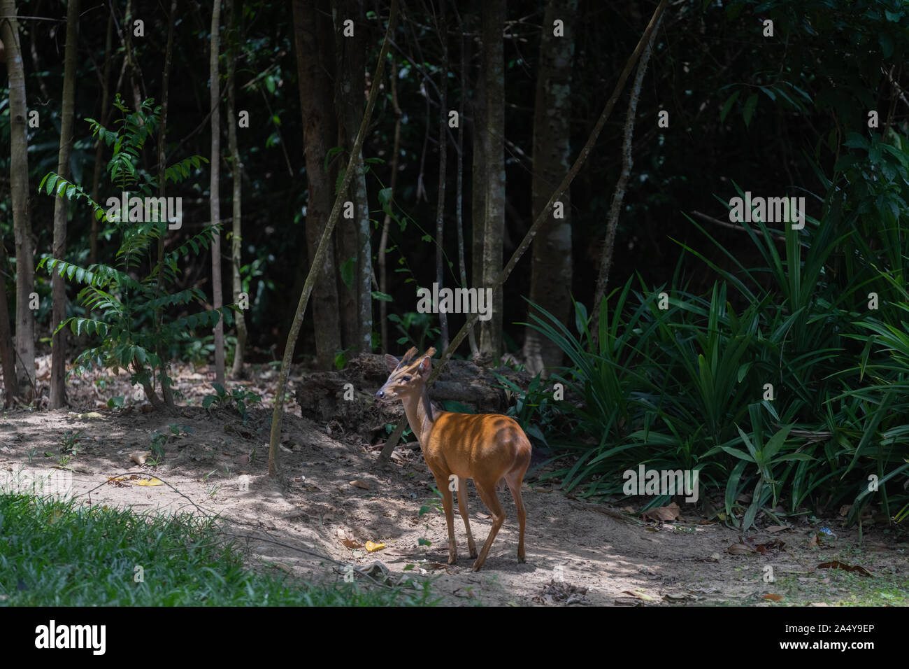 The common muntjac (Muntiacus muntjak), also called southern red ...