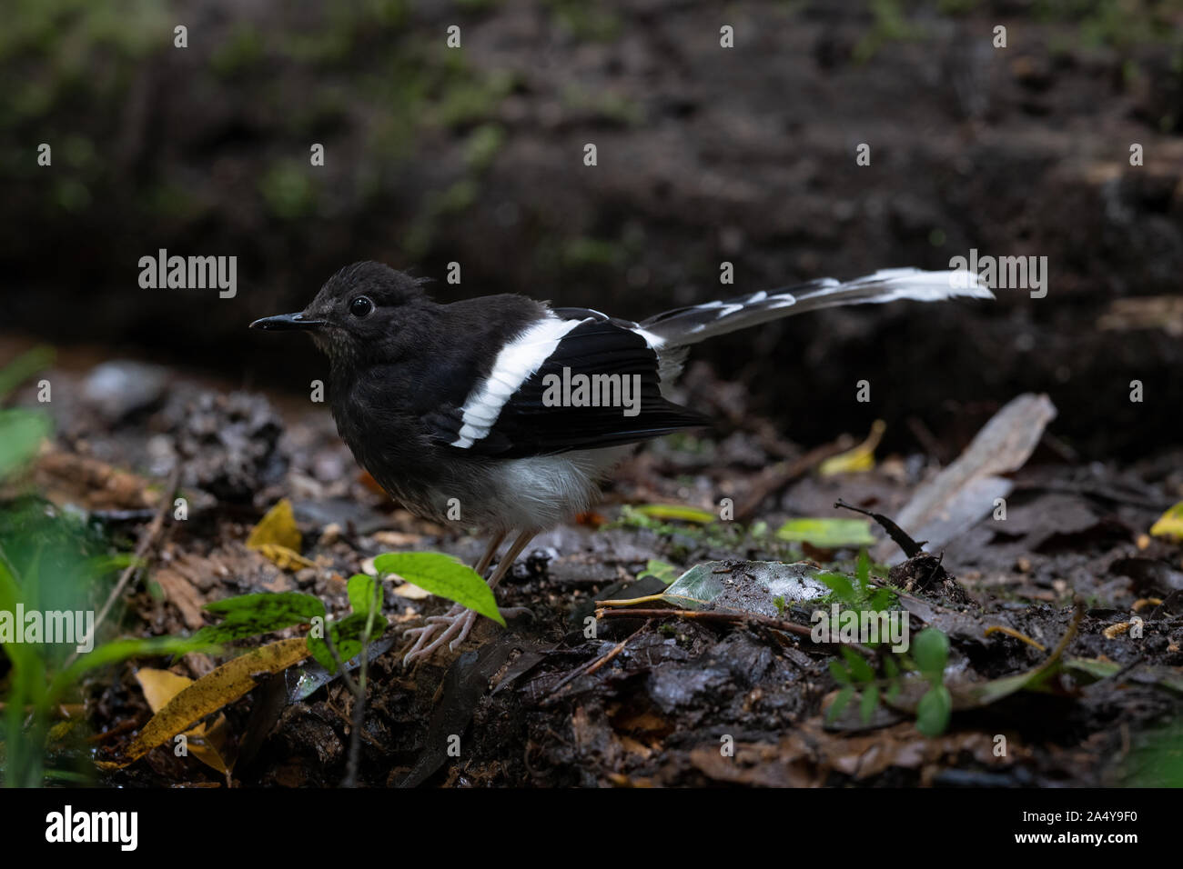 Forktail bird hi-res stock photography and images - Alamy