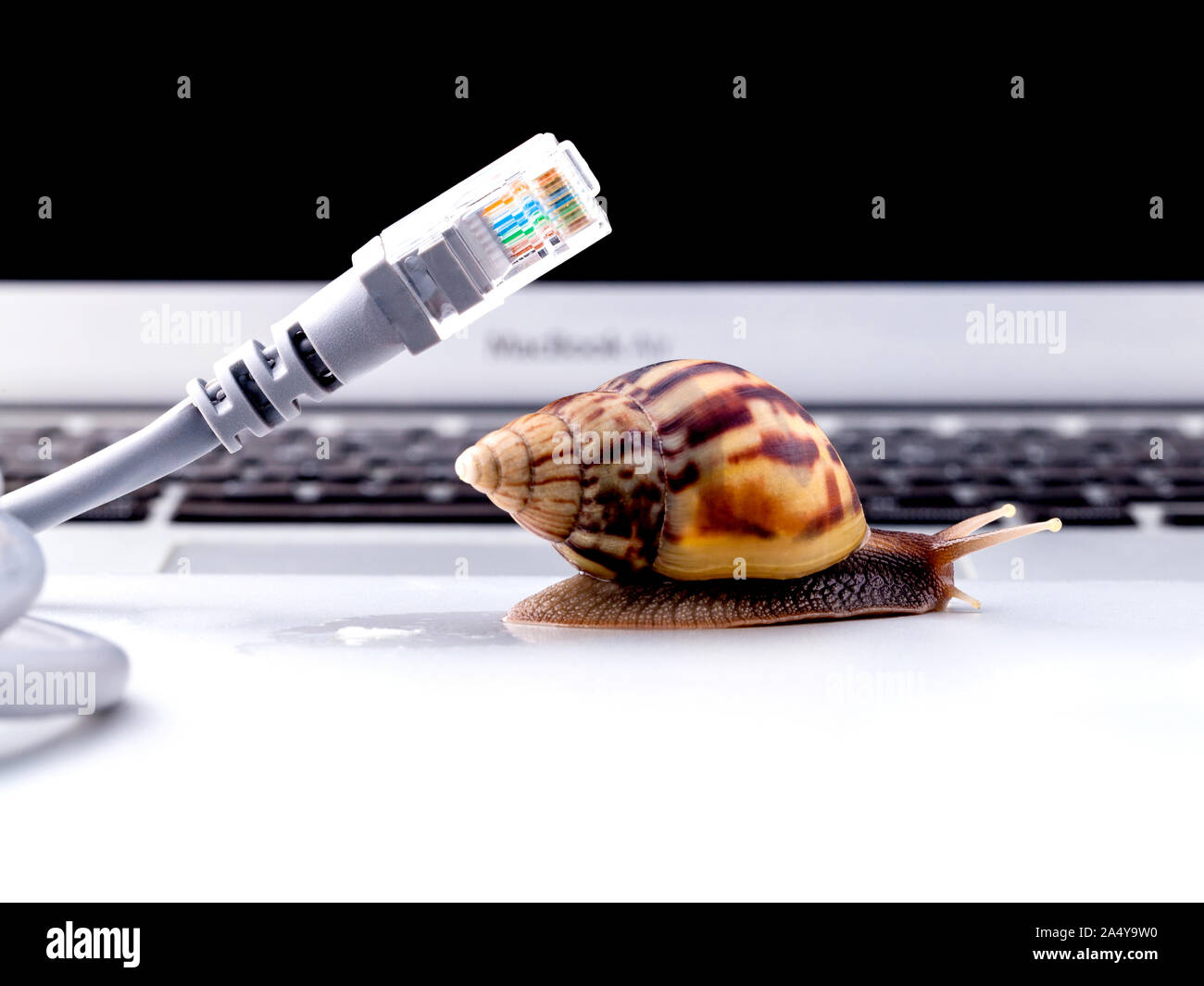 Snail with rj45 connector symbolic photo for slow internet connection ...
