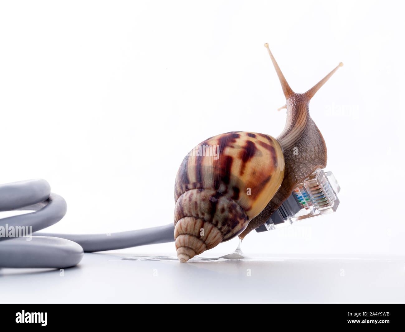 Snail with rj45 connector symbolic photo for slow internet connection ...