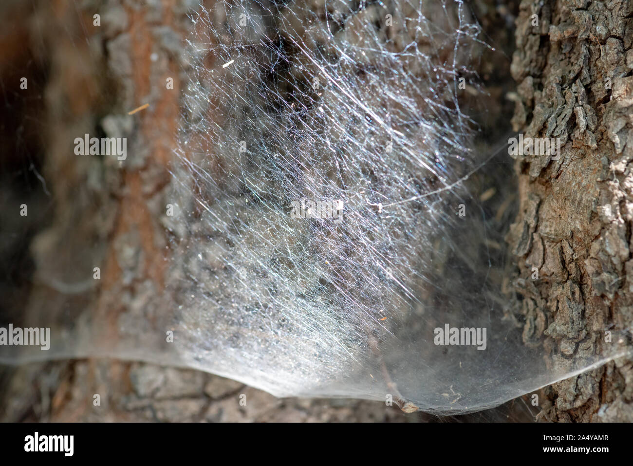 spider web on a tree in light Stock Photo - Alamy