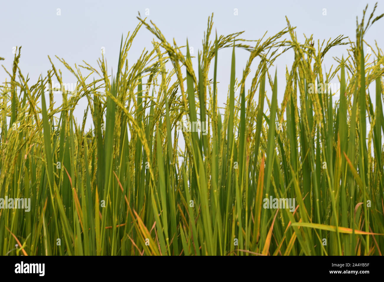 Paddy food hi-res stock photography and images - Alamy