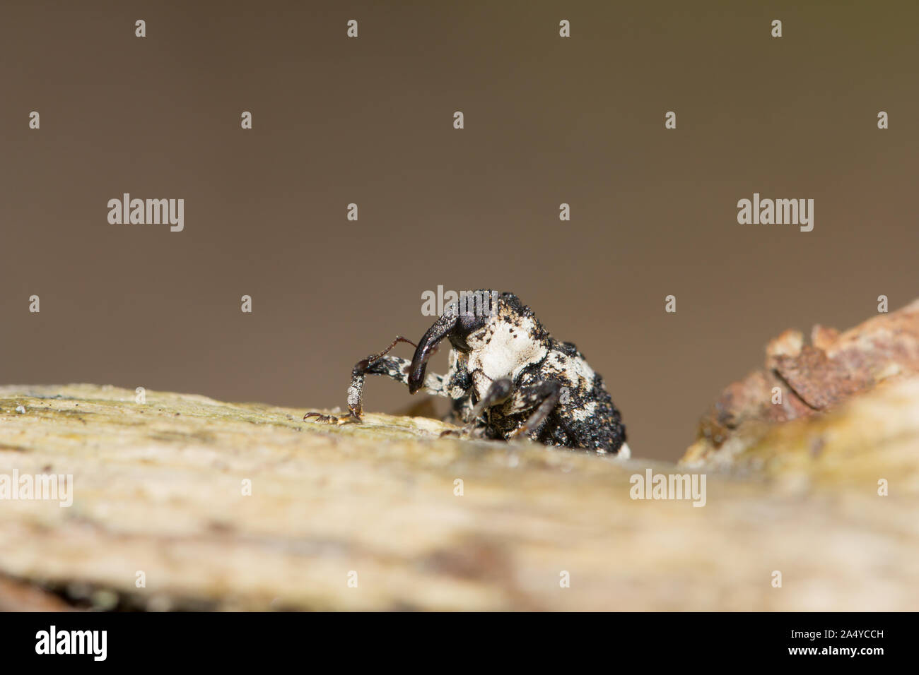 Poplar borer hi-res stock photography and images - Alamy