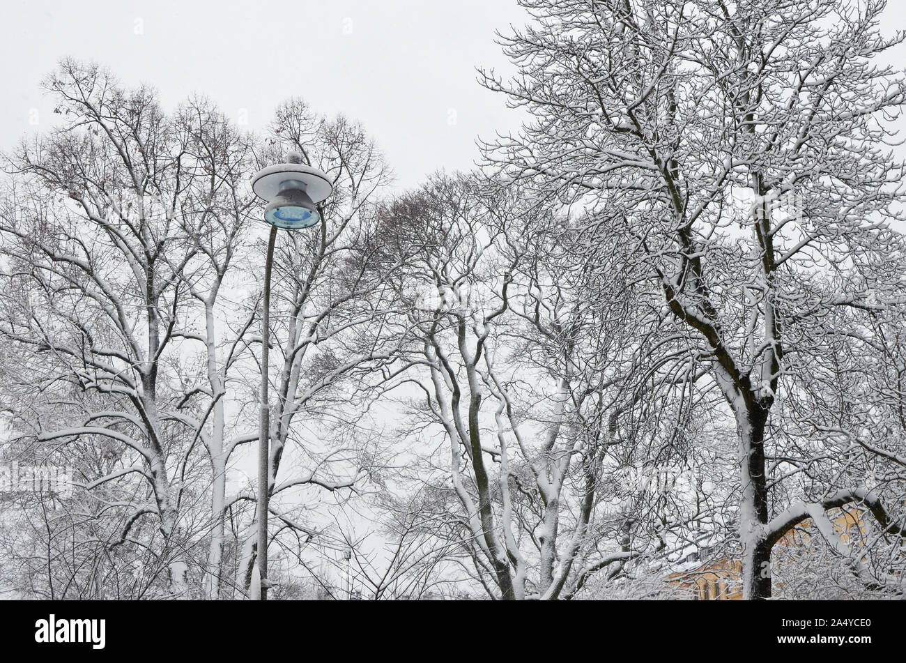 February cloudy day winter landscape with snow-covered maple trees in a ...
