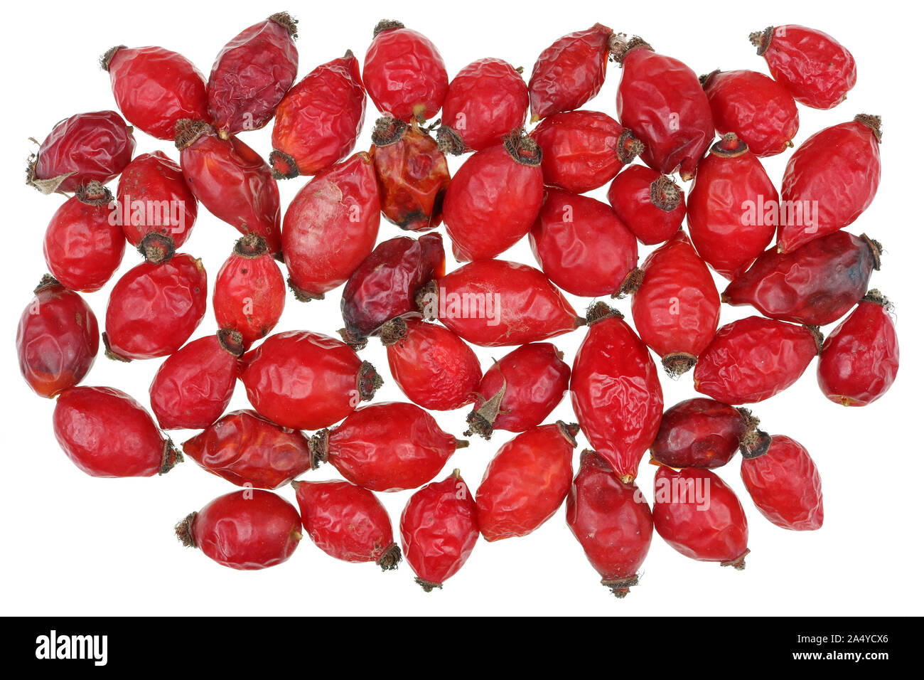 Christmas forest background of dry red berries a of spines dog rose ...