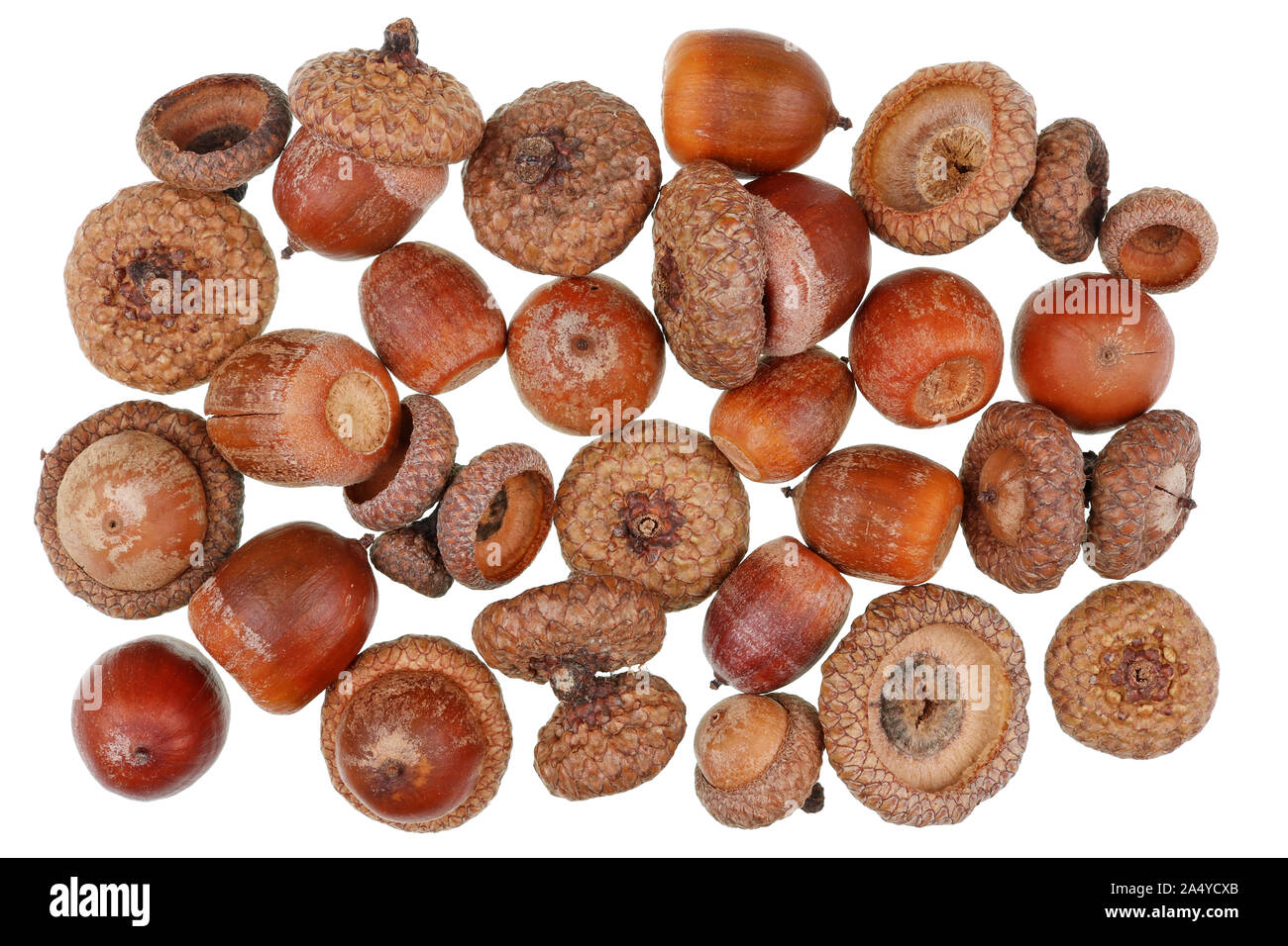 Christmas forest background of dry wild forest acorns of canadian oak ...