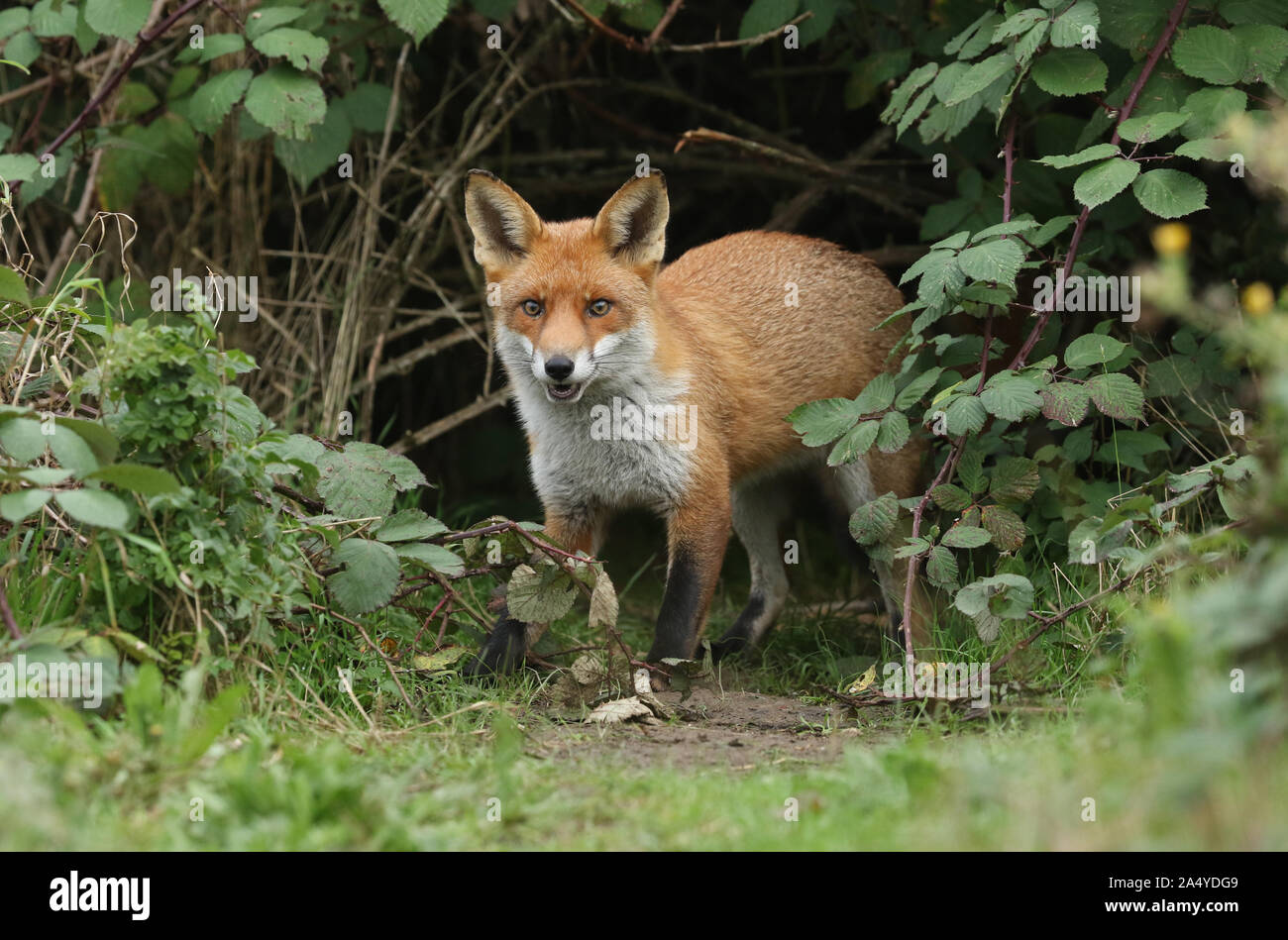 A magnificent hunting wild Red Fox, Vulpes vulpes, emerging from the undergrowth Stock Photo - Alamy