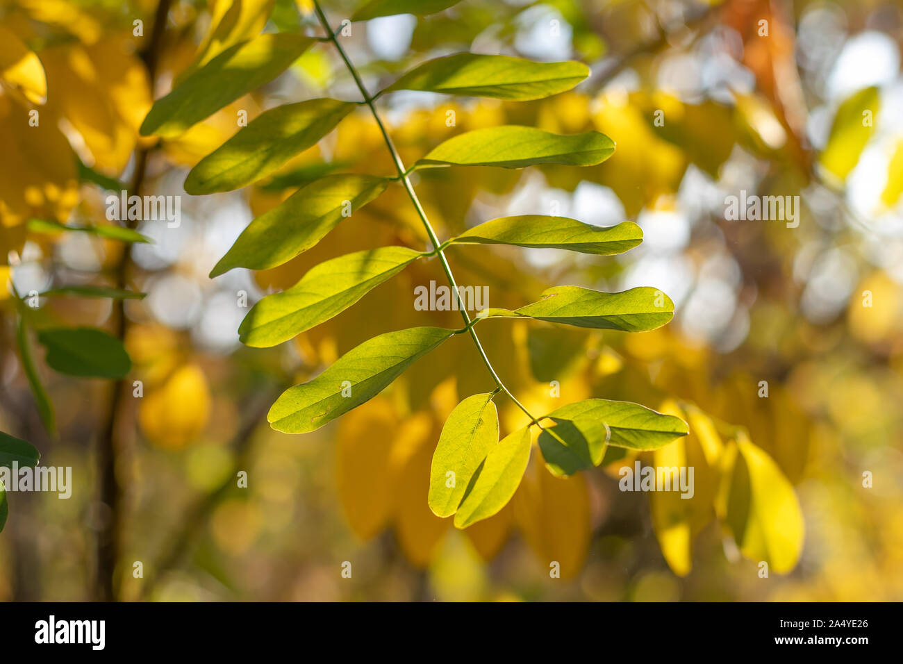 Tree branch texture hi-res stock photography and images - Alamy