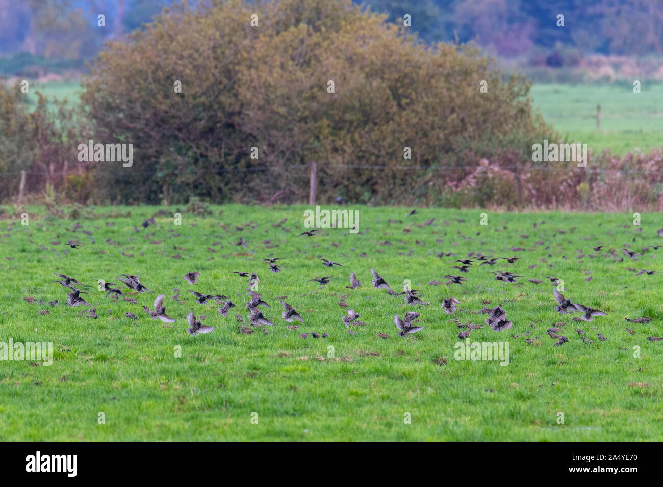 A swarm of small birds briefly flies across a field and lands again at ...