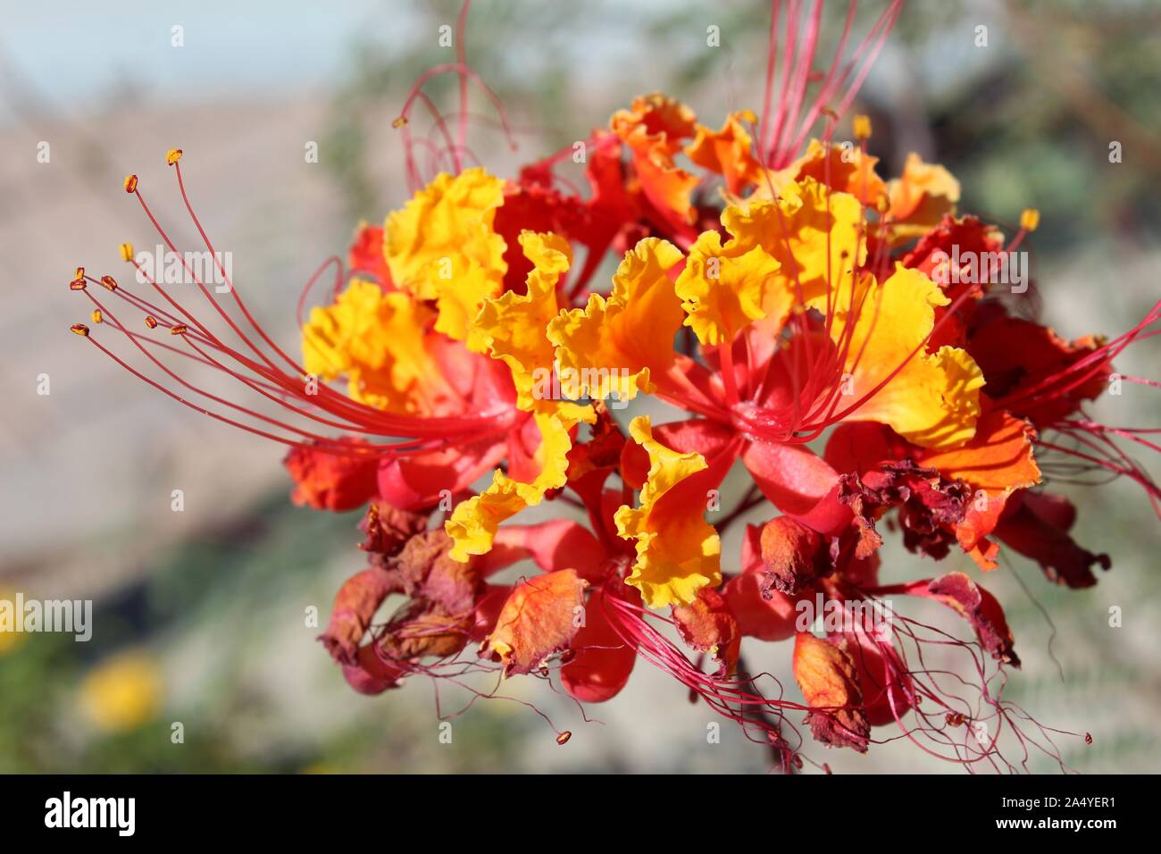 Barbados Ecology High Resolution Stock Photography and Images - Alamy
