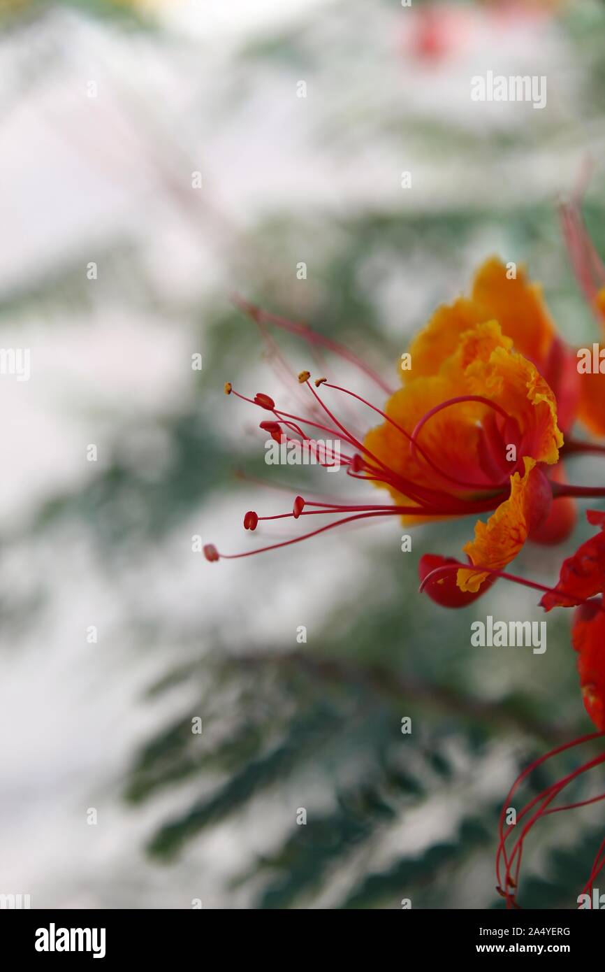 Barbados Ecology High Resolution Stock Photography and Images - Alamy