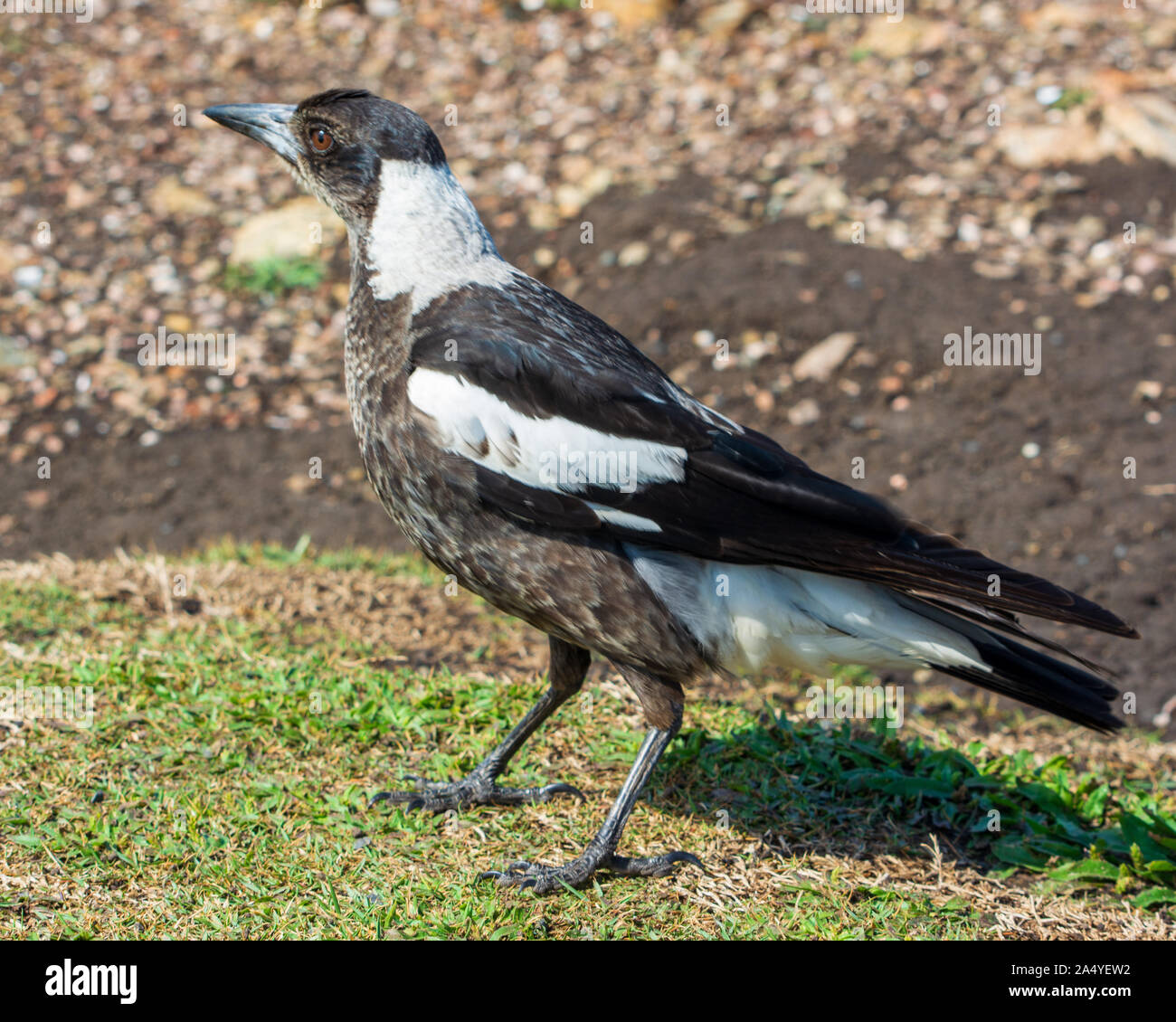 Australian Magpie