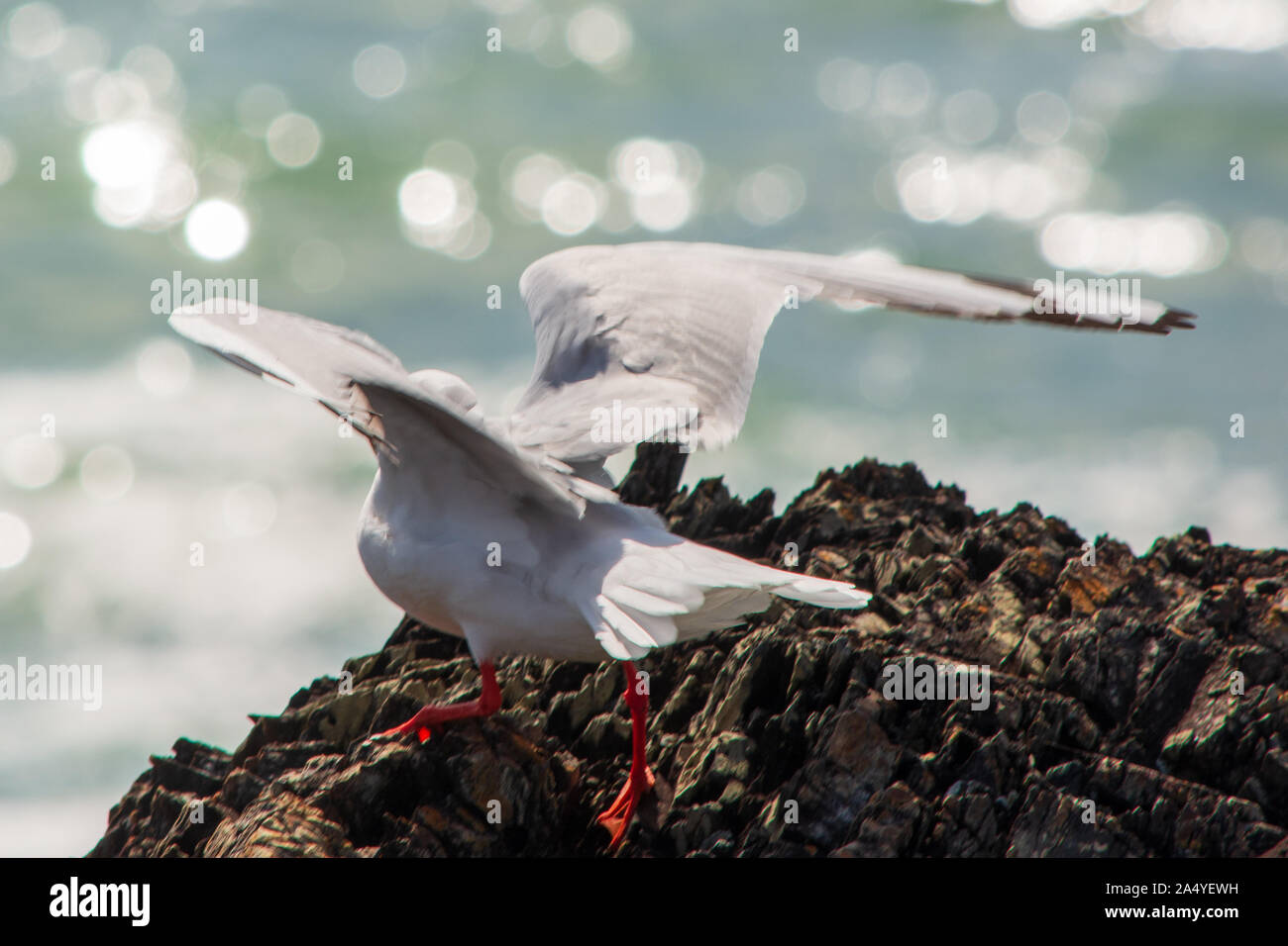 birds, Australian Silver Gull, Seagull with wings lifted, taking off ...