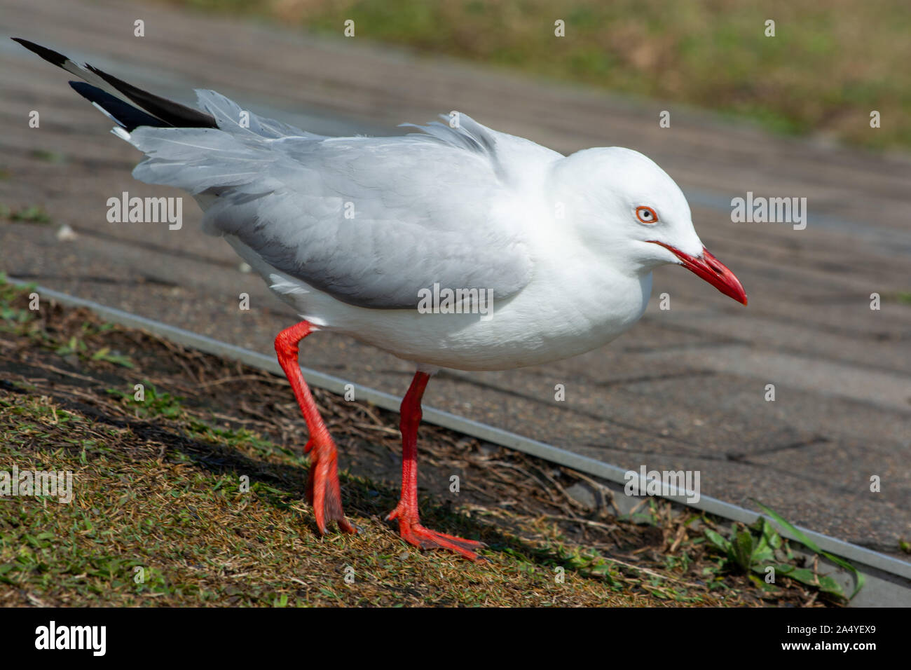 Seagull with ruffled feathers in the wind Stock Photo - Alamy