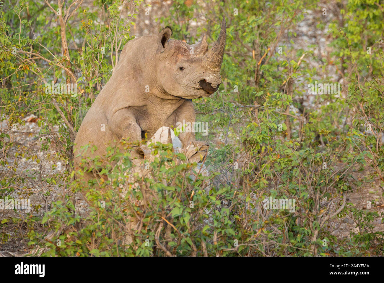 Rhinoceros Mating High Resolution Stock Photography and Images - Alamy