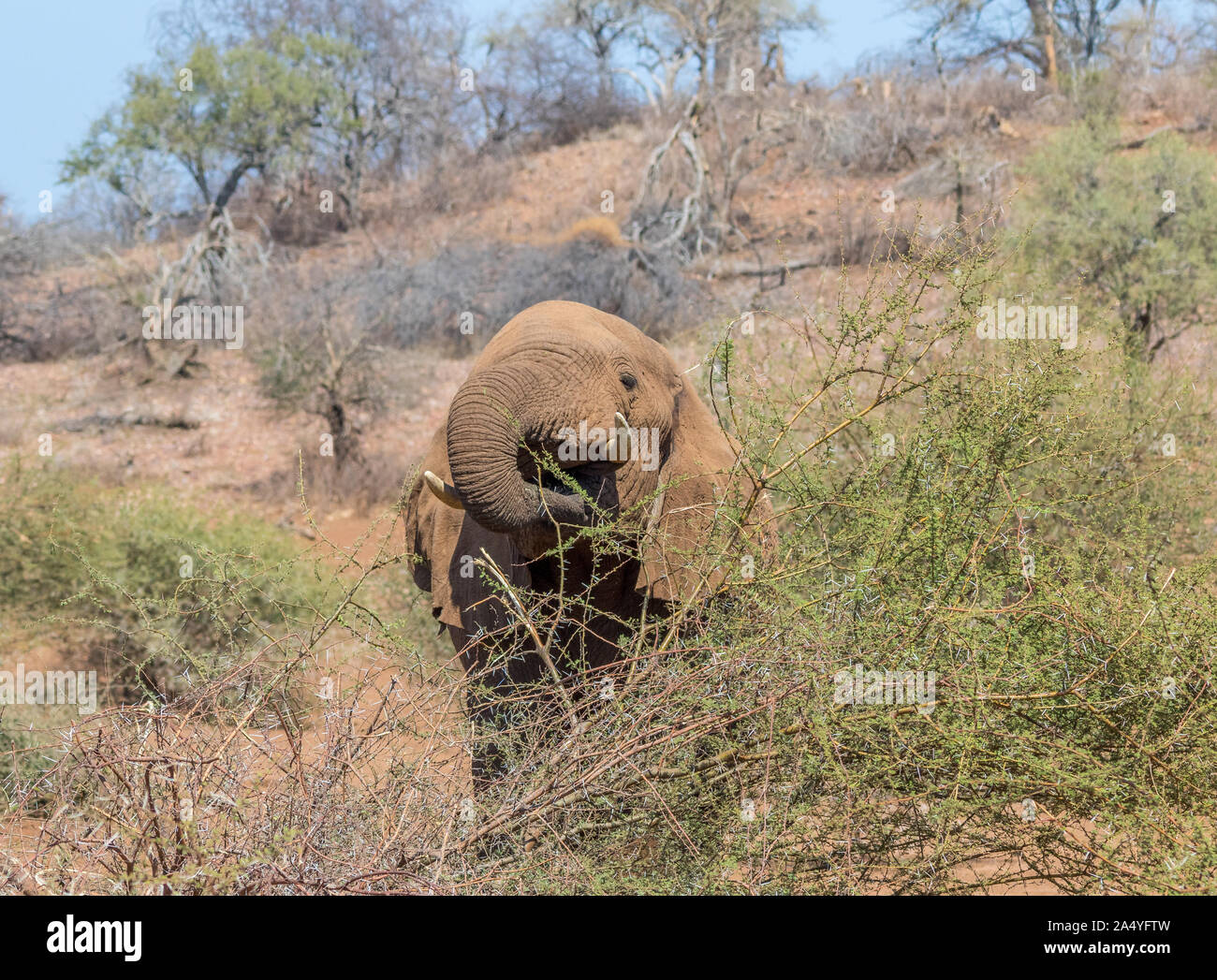 Young lone African elephant foraging on a thorn bush in the Kruger ...
