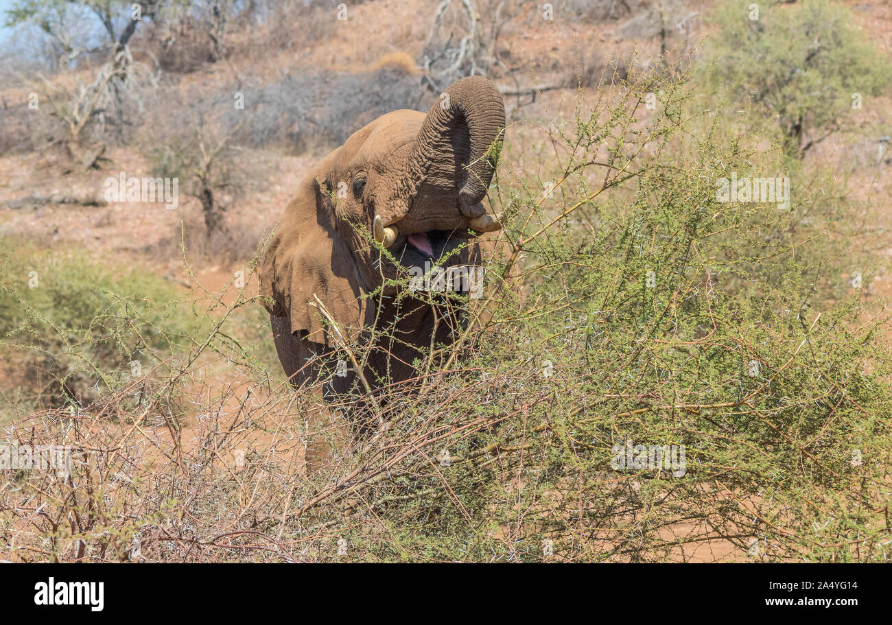 Young lone African elephant foraging on a thorn bush in the Kruger ...