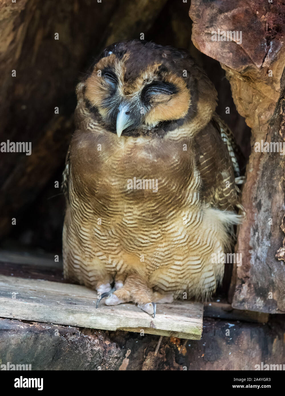 Portrait of sleeping screech owl also with large beautiful brown eyes ...