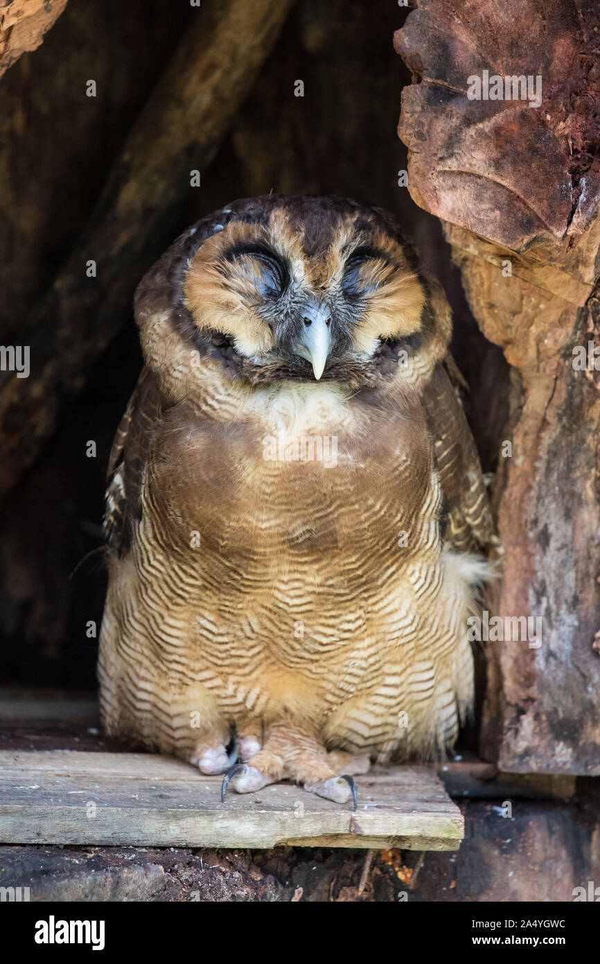 Portrait of sleeping screech owl also with large beautiful brown eyes ...