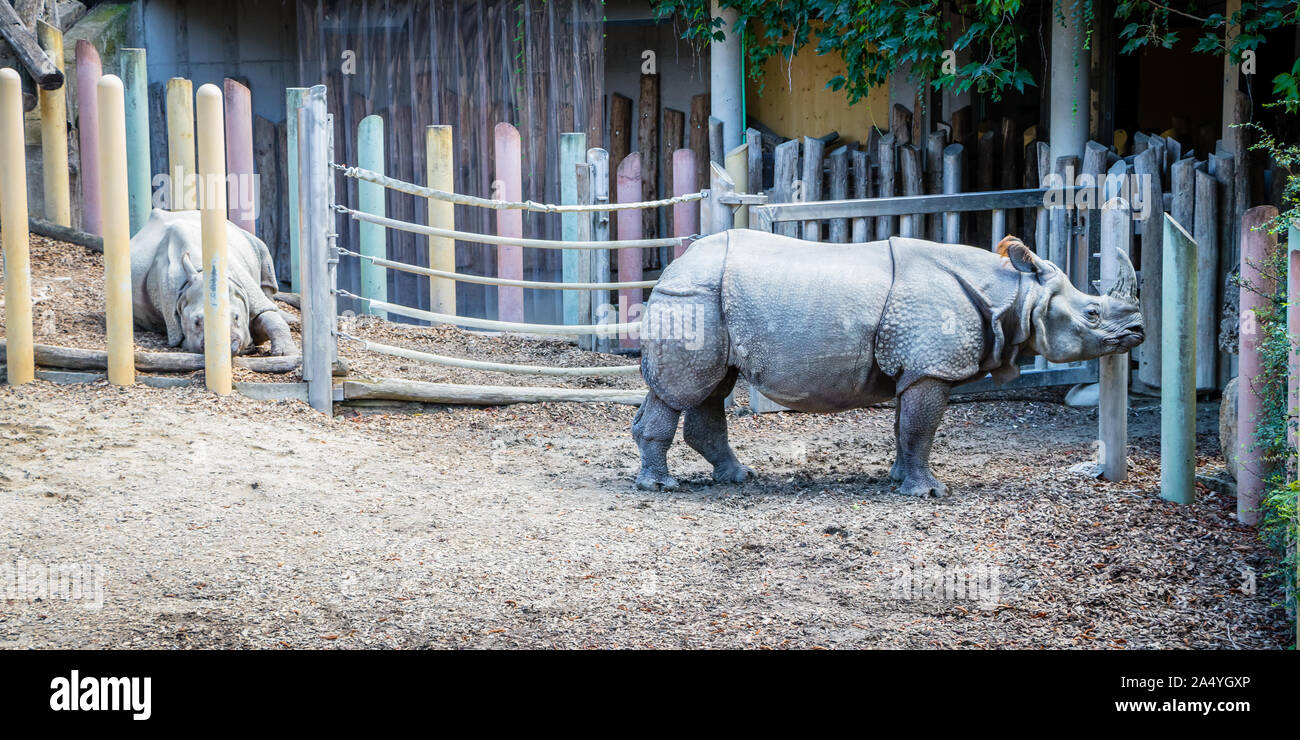 Sad looking Rhinos at the Zoo Stock Photo - Alamy