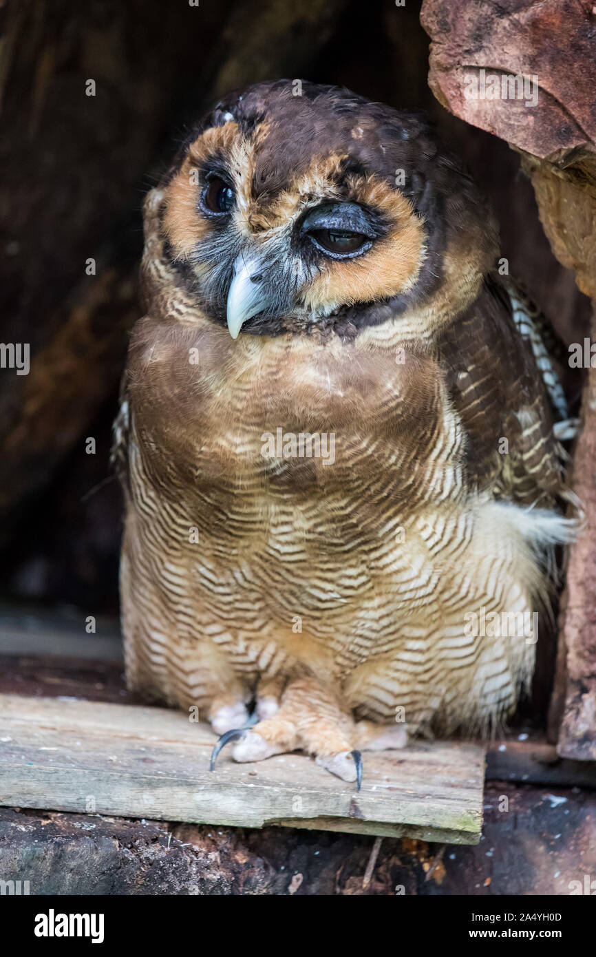 Wink claw hi-res stock photography and images - Alamy