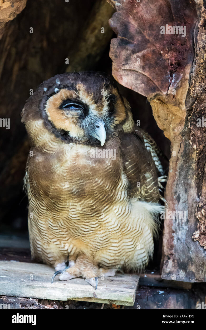 Portrait of sad screech owl also with large beautiful brown eyes ...