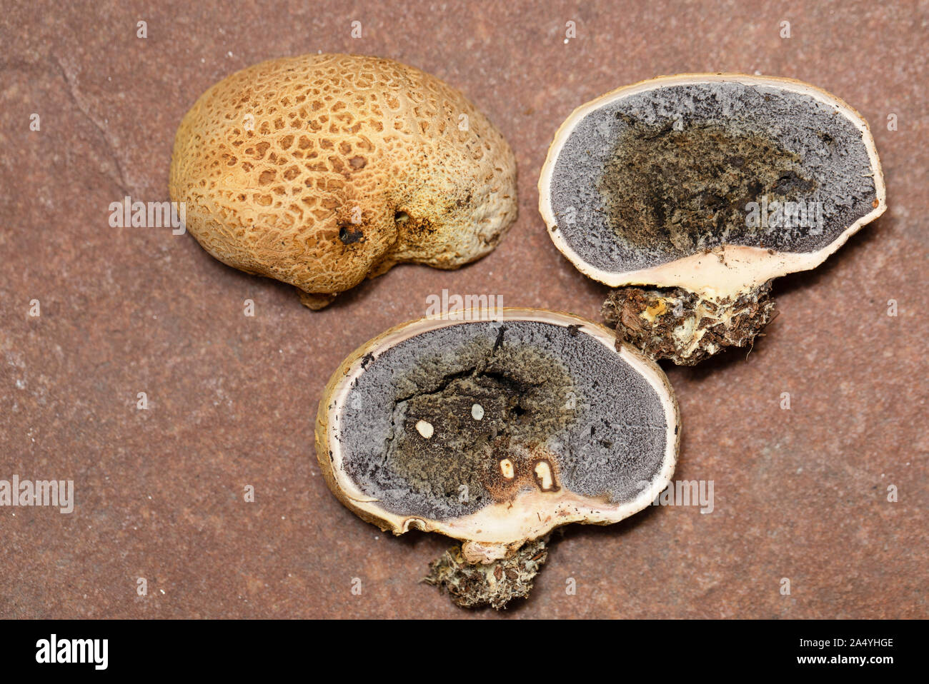 Section of puffball hi-res stock photography and images - Alamy