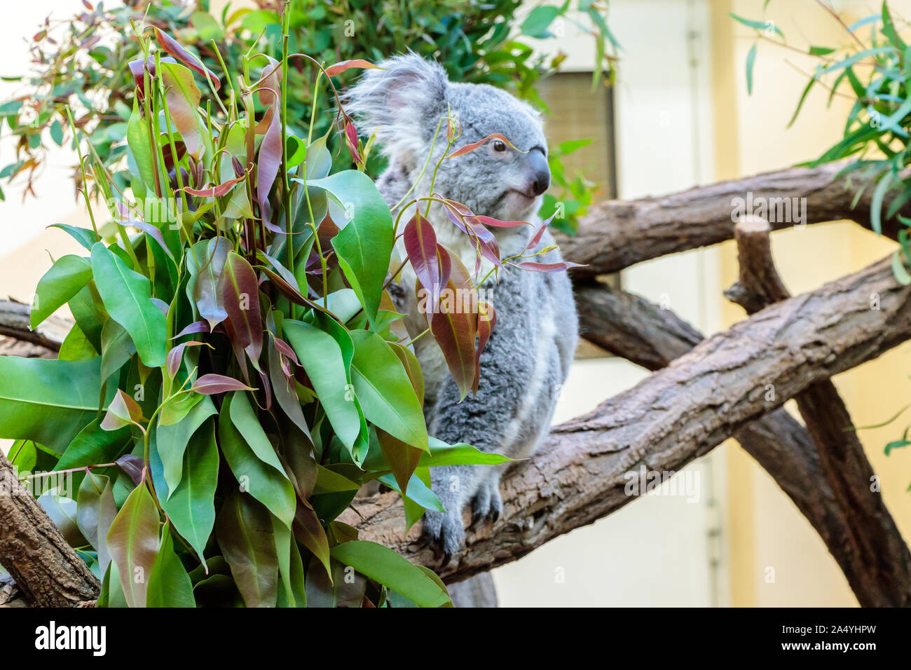 Australian koala bear on eucalyptus tree Stock Photo - Alamy