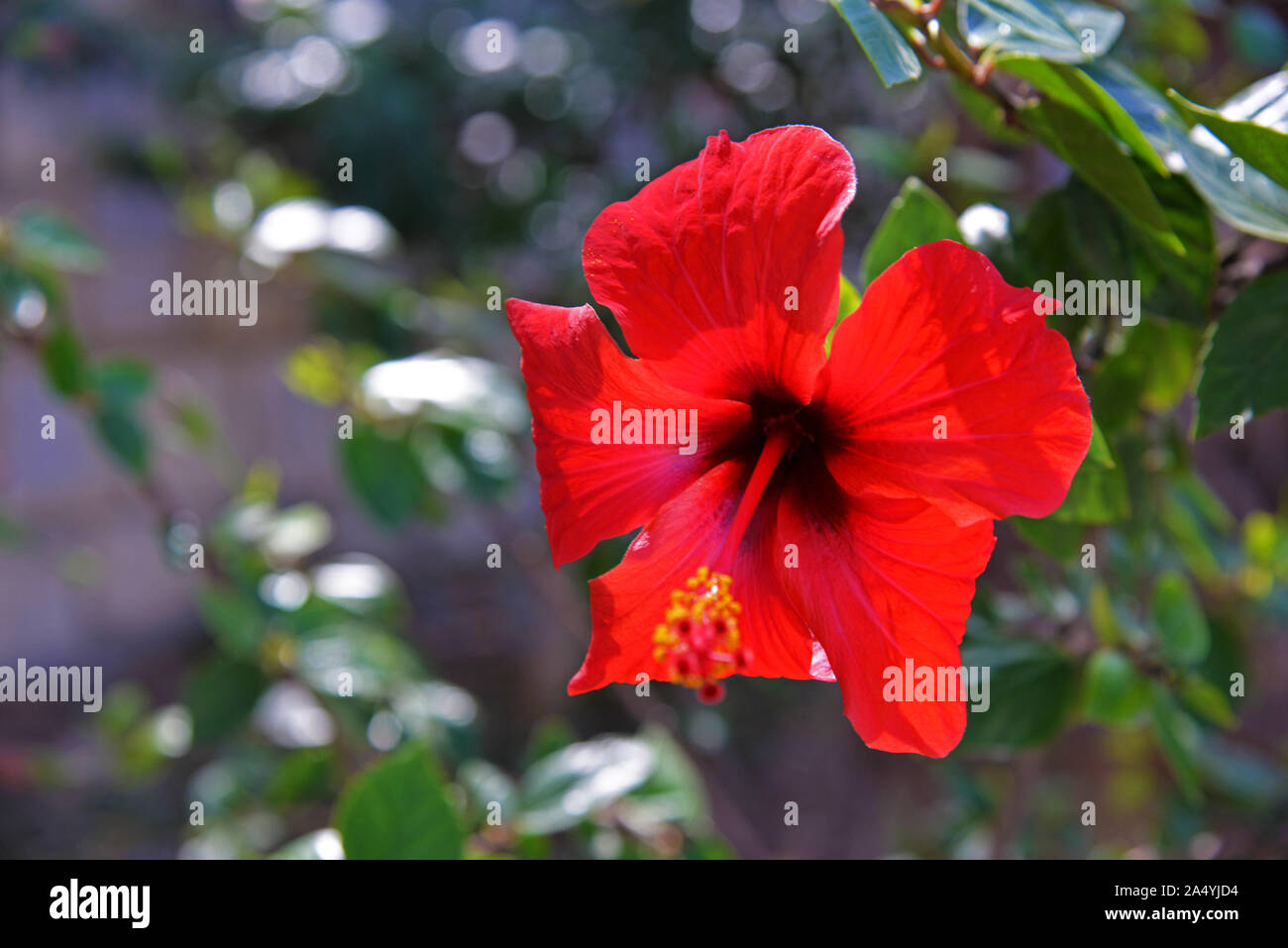 Red Hibiscus flower Stock Photo - Alamy