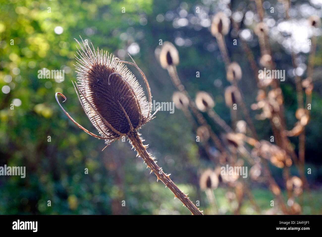 Dry teasel hi-res stock photography and images - Alamy