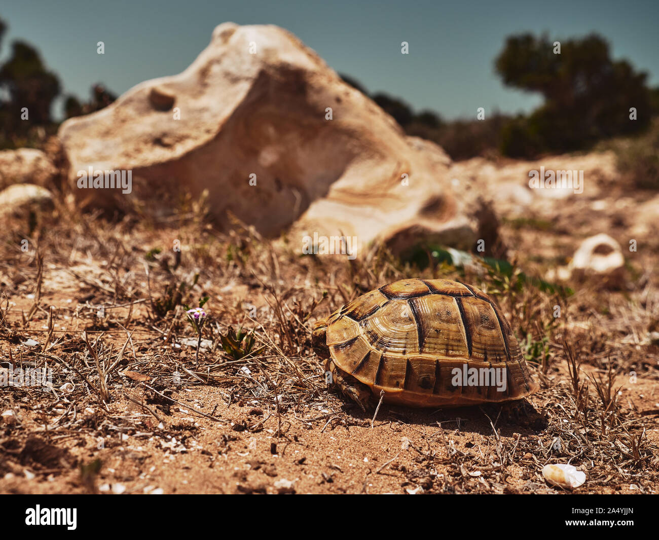 Moroccan turtle hi-res stock photography and images - Alamy